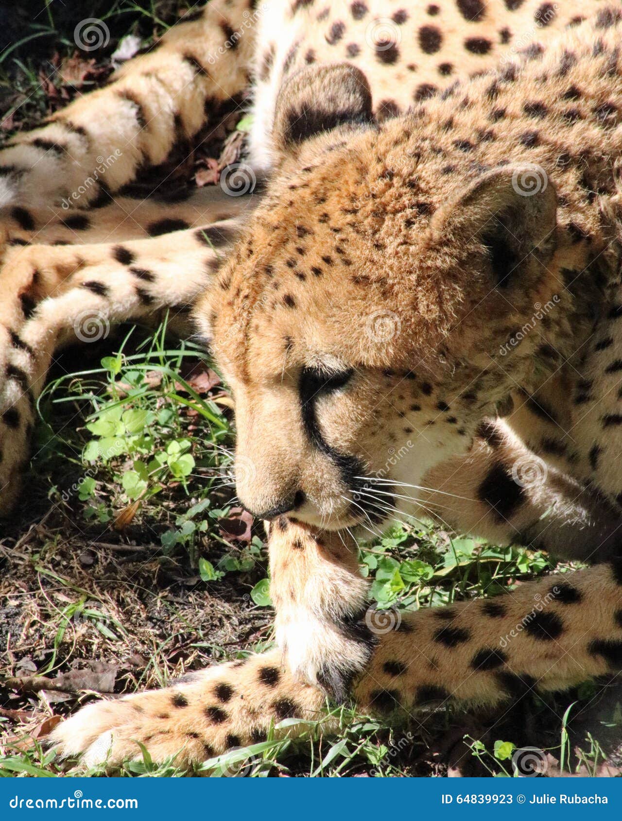 Cheetah Laying On Grass Stock Photography | CartoonDealer.com #43170458
