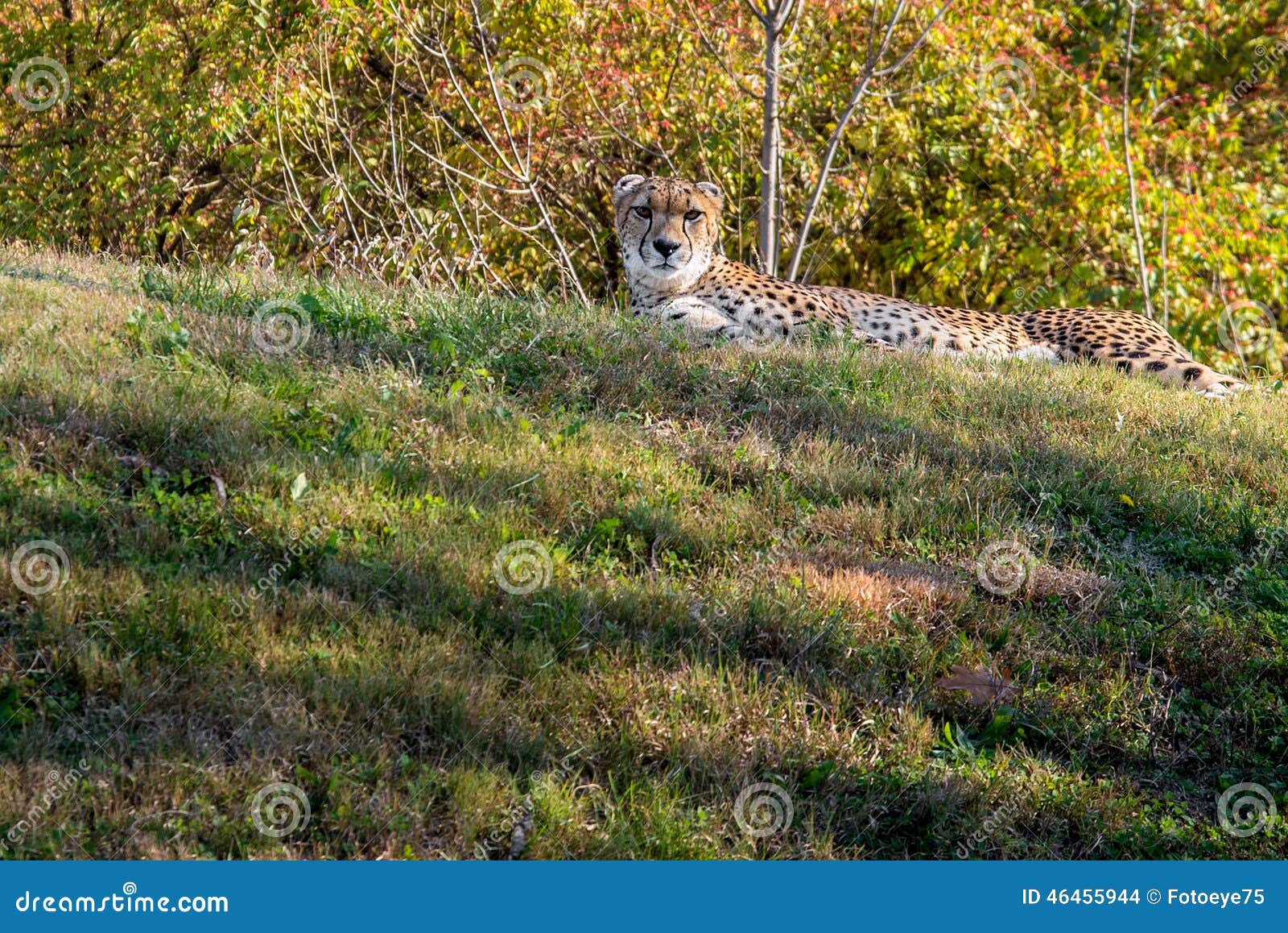 Sad Cheetah Laying On The Green Grass In A Zoo Park Stock Photography ...
