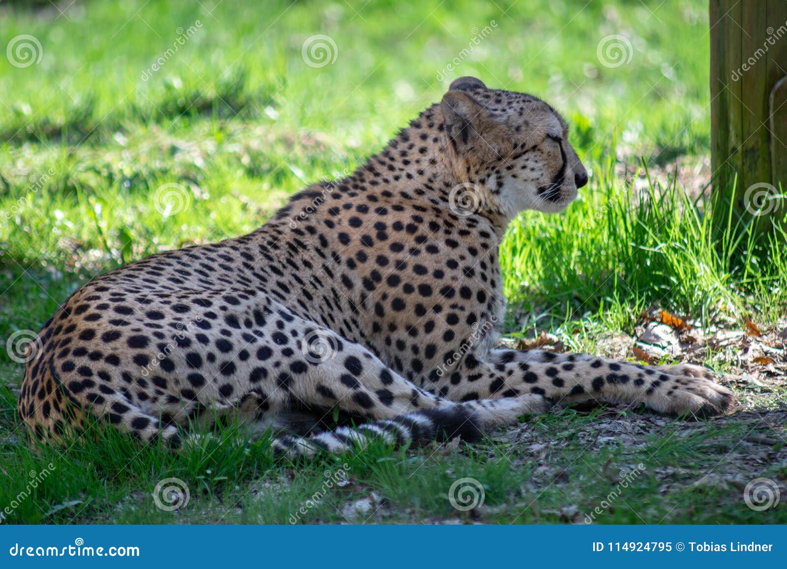 Sad Cheetah Laying On The Green Grass In A Zoo Park Stock Photography ...