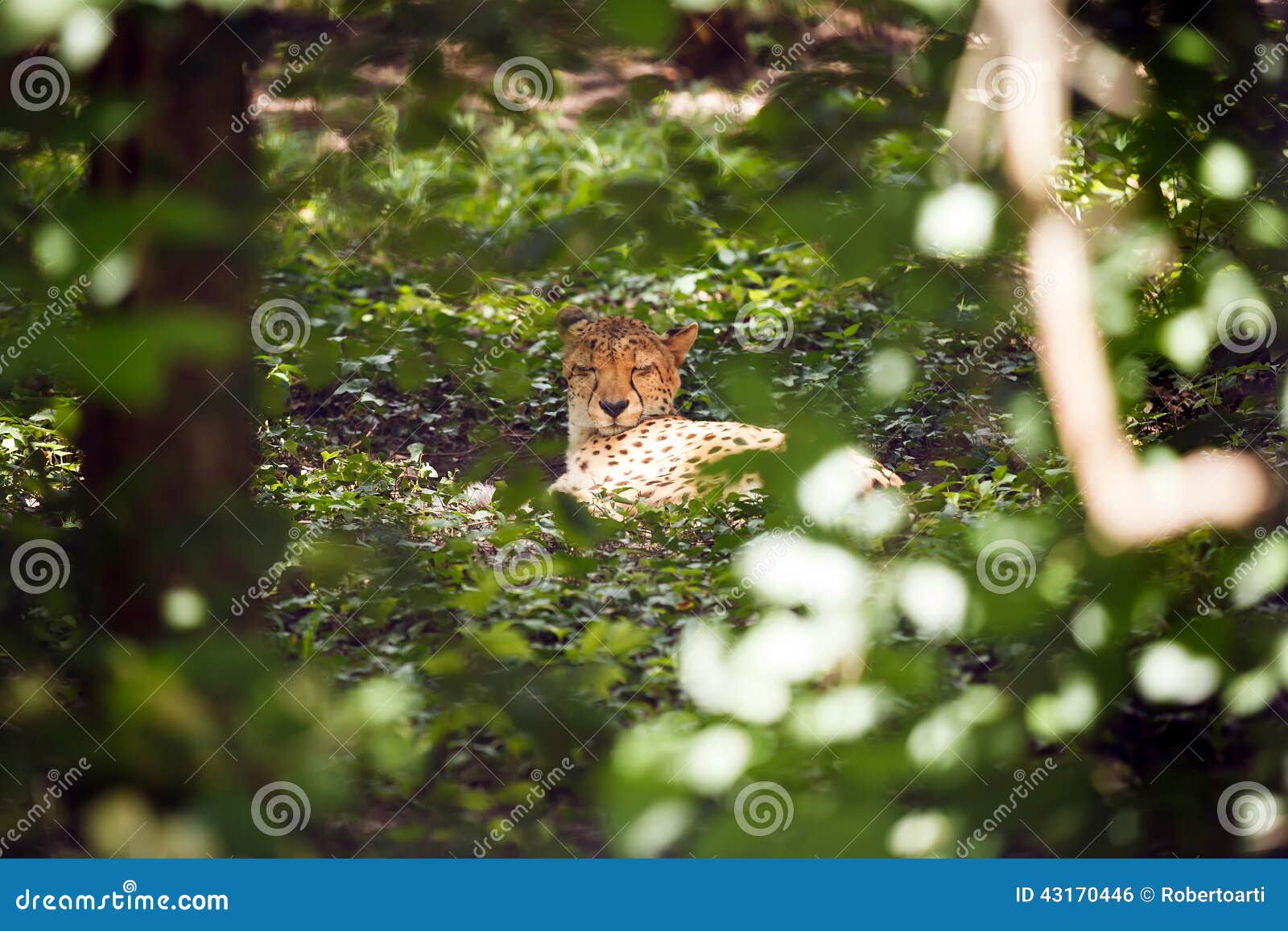 Sad Cheetah Laying On The Green Grass In A Zoo Park Stock Photography ...