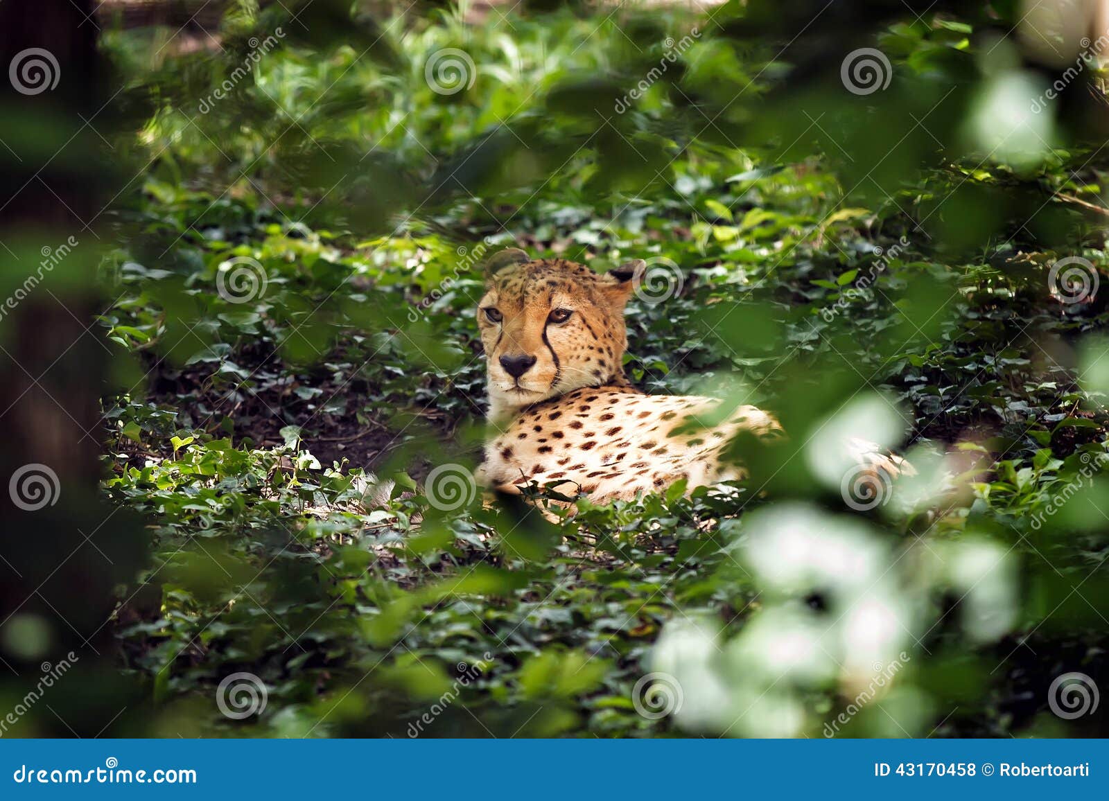 Sad Cheetah Laying On The Green Grass In A Zoo Park Stock Photography ...