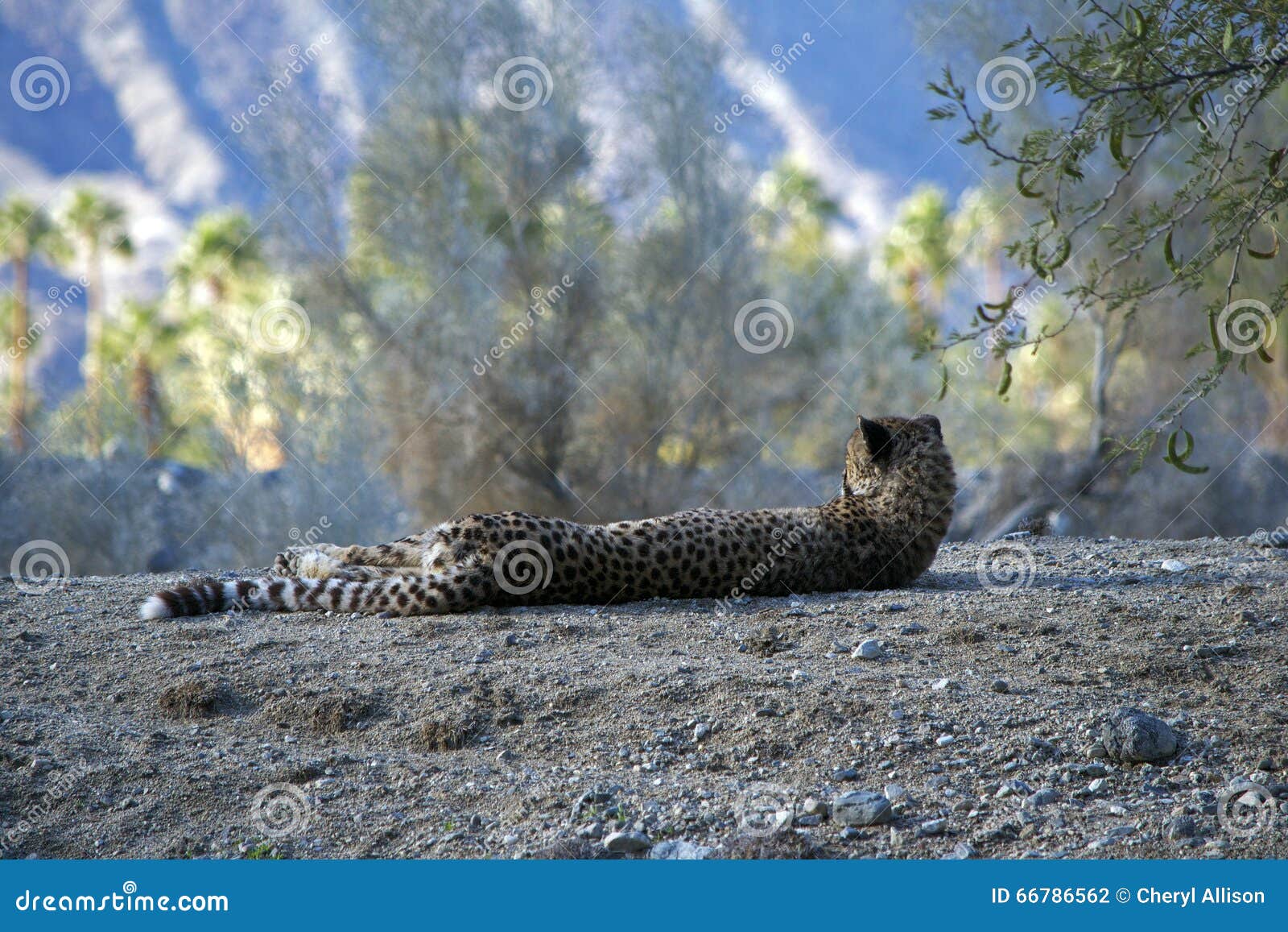 Sad Cheetah Laying On The Green Grass In A Zoo Park Stock Photography ...