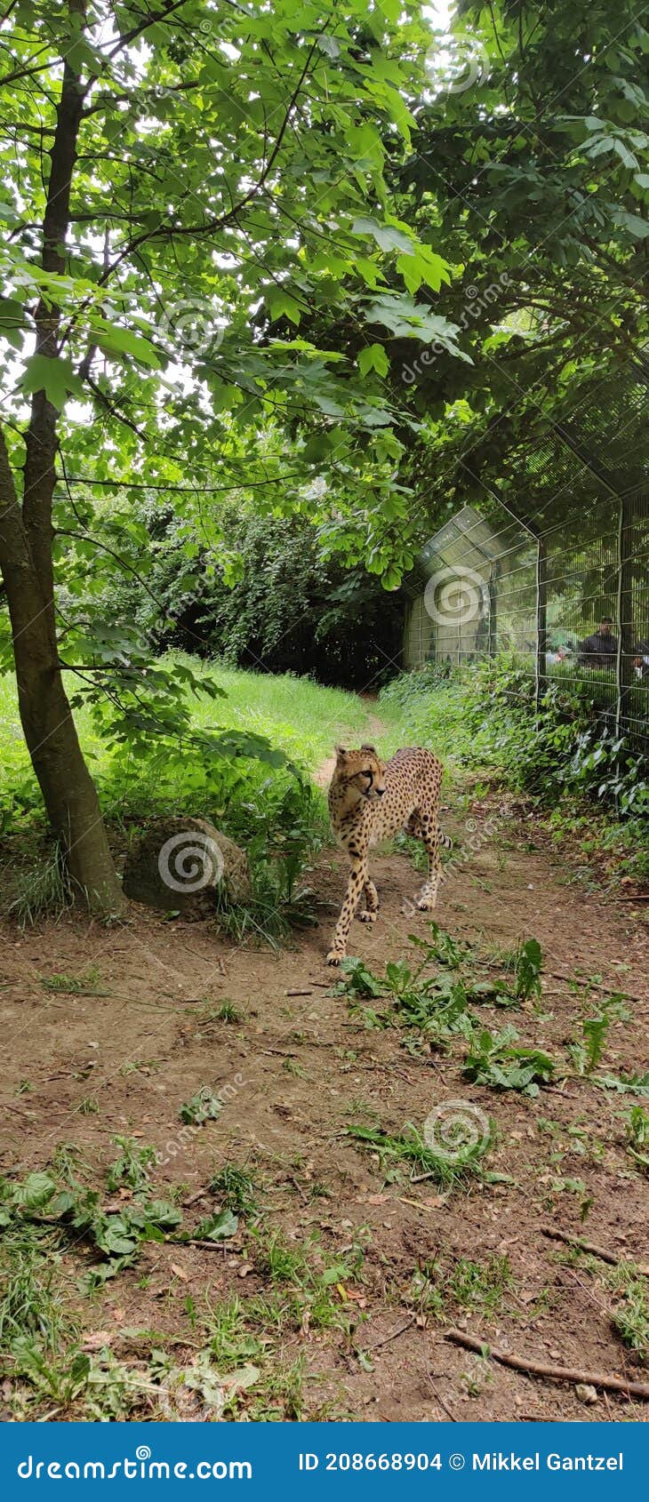 Cheetah in the Nature Forest Stock Photo - Image of garden, forest ...