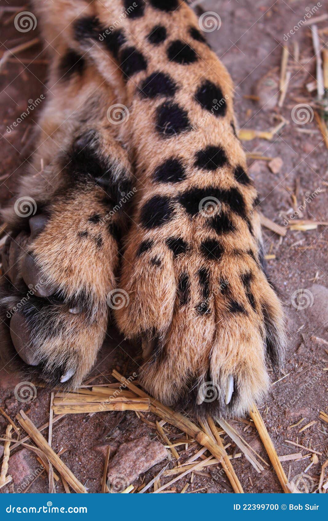 Cheetah legs and claws stock photo. Image of sharp, legs - 22399700