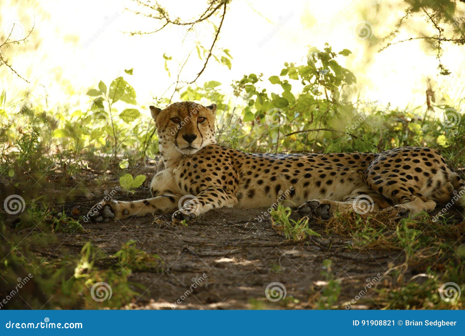 Cheetah at Leisure stock image. Image of drops, acinonyx - 91908821