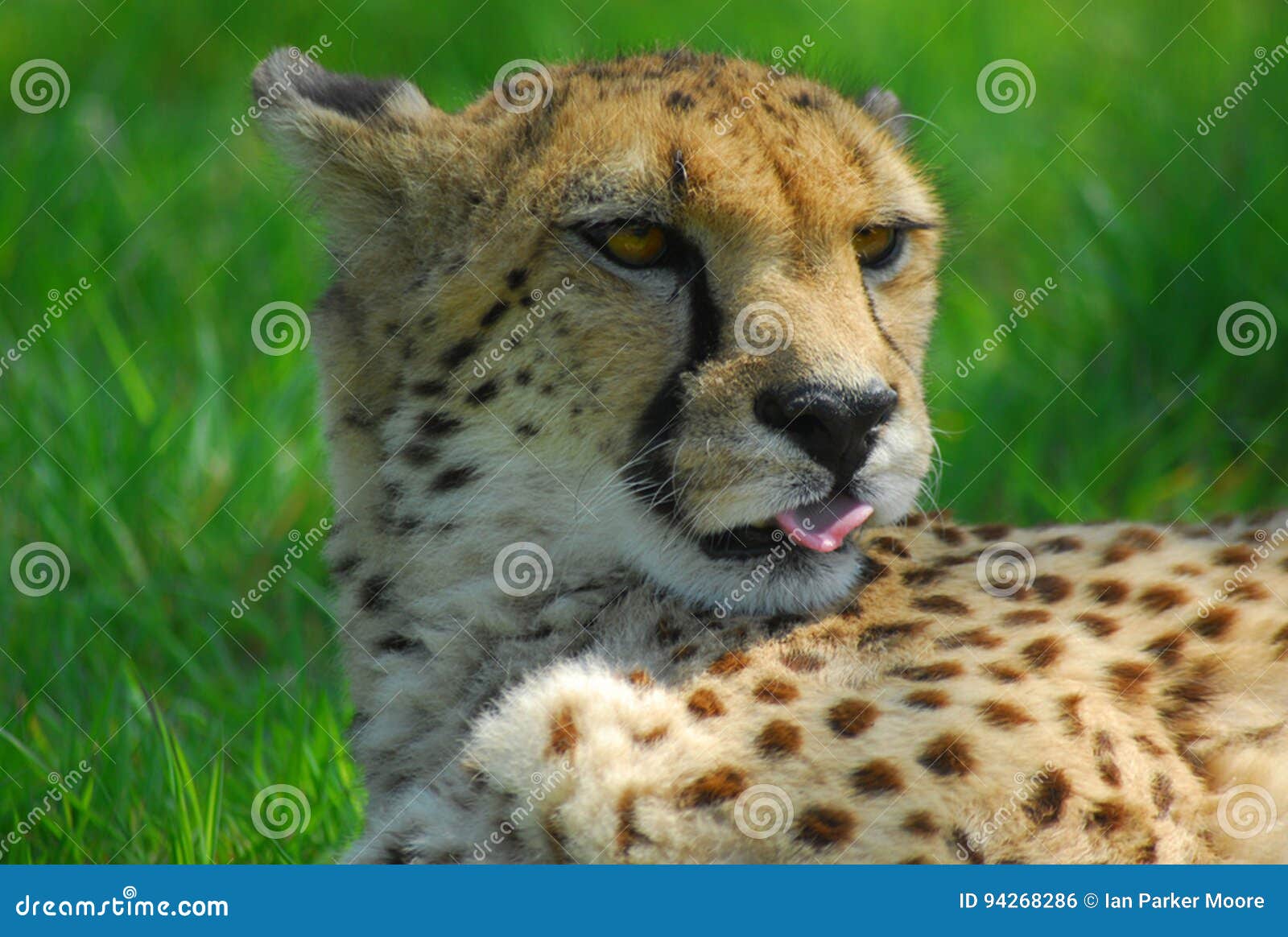 A Cheetah licking his lips stock photo. Image of animals - 94268286