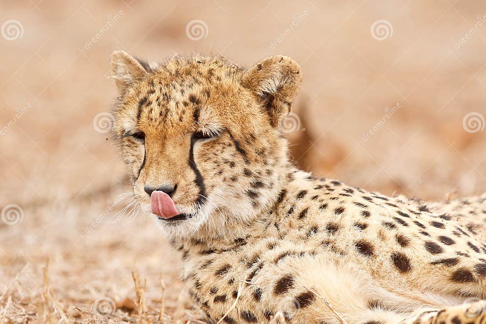 Cheetah licking his nose stock photo. Image of muscle - 26348392