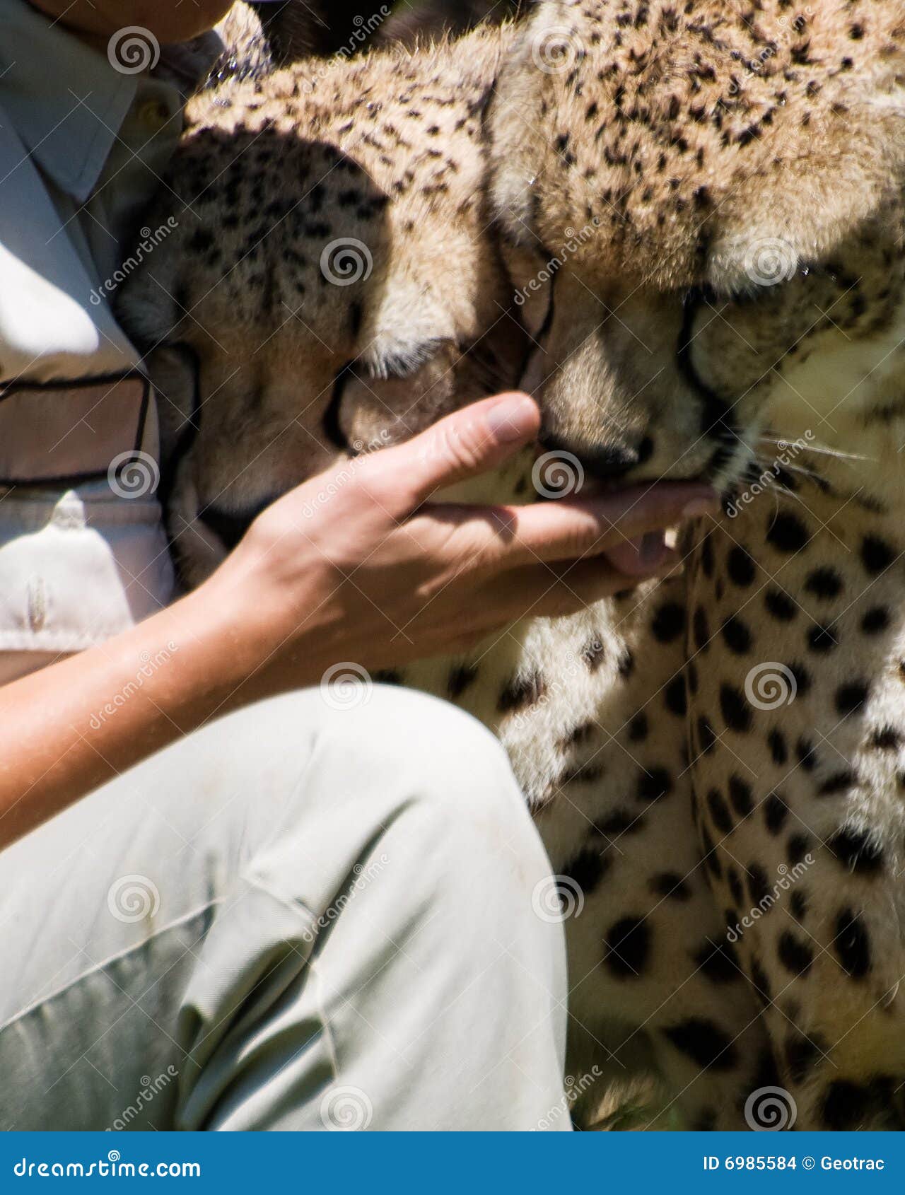 Cheetah Licking Person S Hand Stock Photo - Image of lick, zookeeper ...