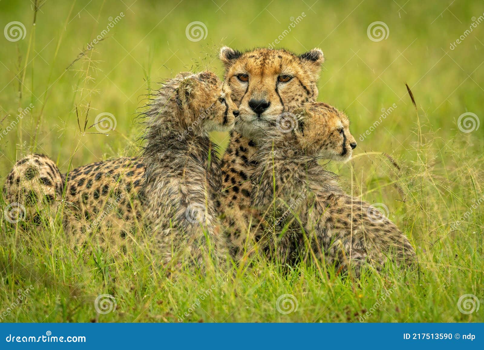 Cheetah Lies on Grass with Wet Cubs Stock Photo - Image of game, africa ...