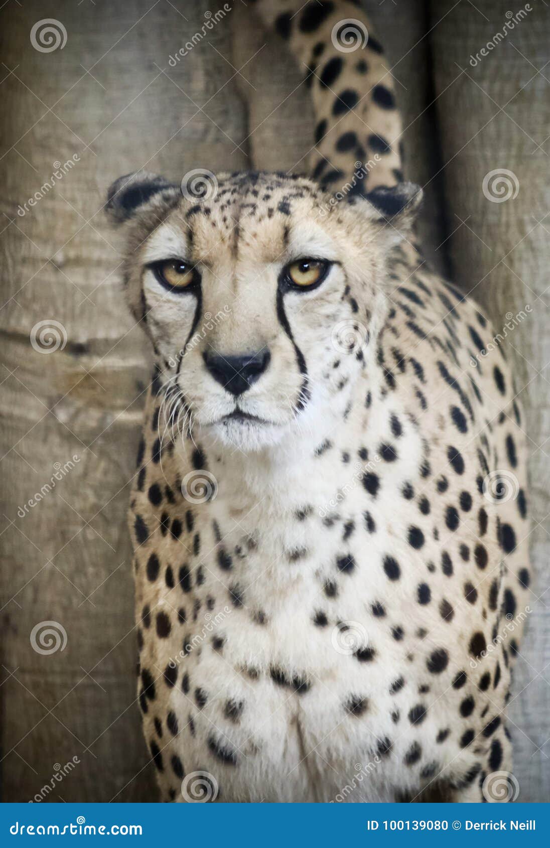 A Cheetah Lifts Its Tail on a Tree, Marking Its Territory Stock Photo ...