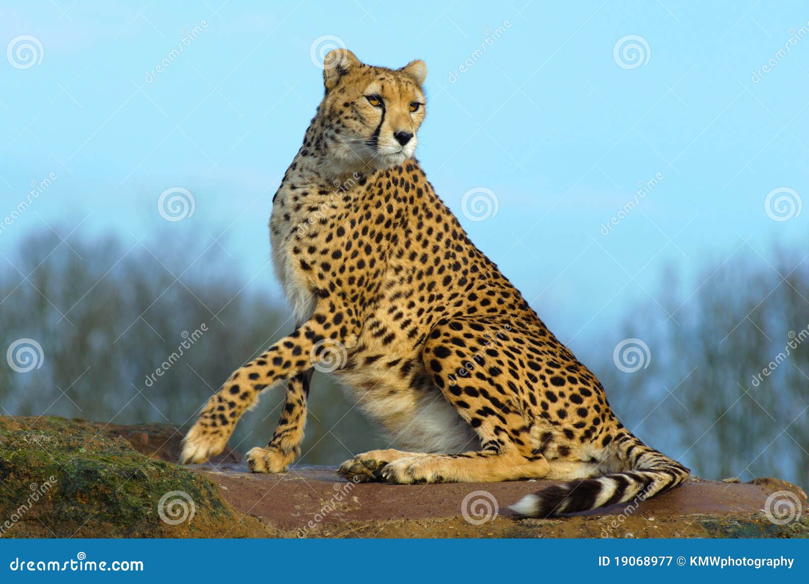 Cheetah looking alert stock image. Image of hunter, dangerous - 19068977