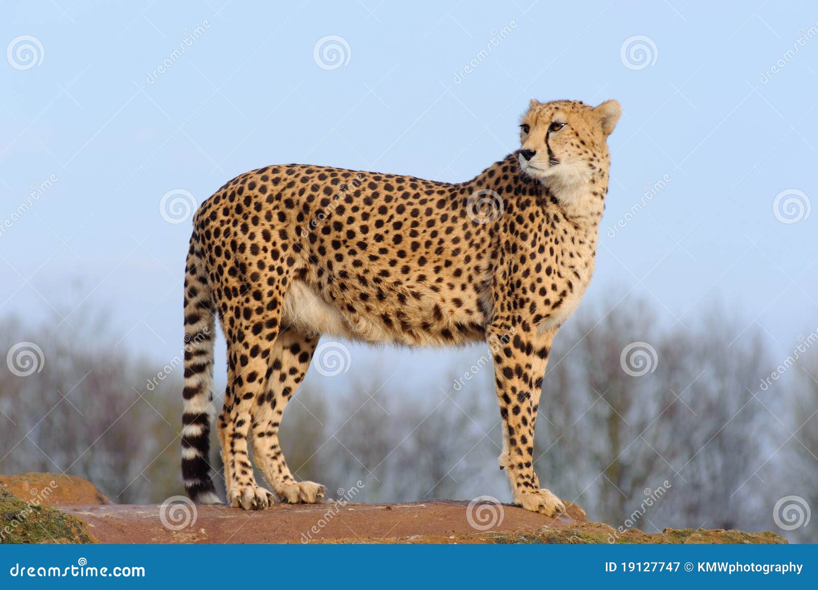 Cheetah looking back stock image. Image of killer, power - 19127747