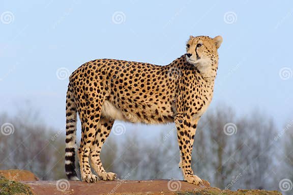 Cheetah looking back stock image. Image of killer, power - 19127747