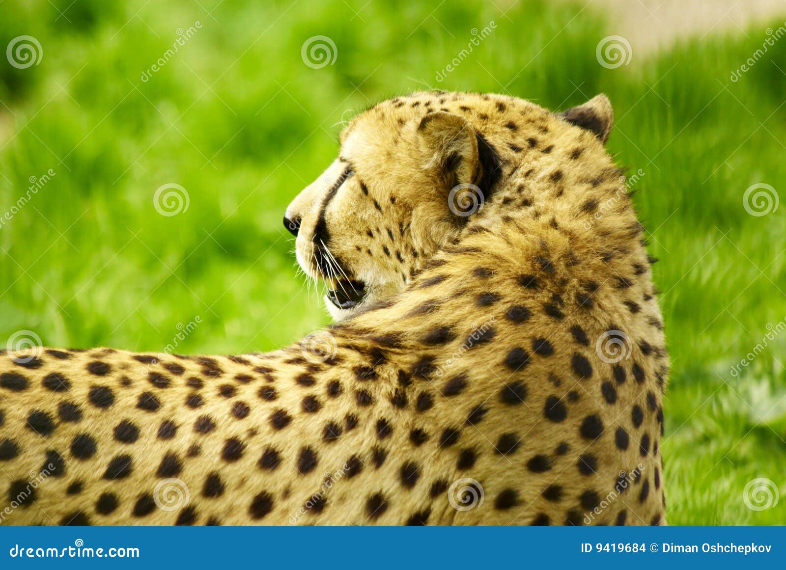 Cheetah looking back stock photo. Image of cruel, green - 9419684