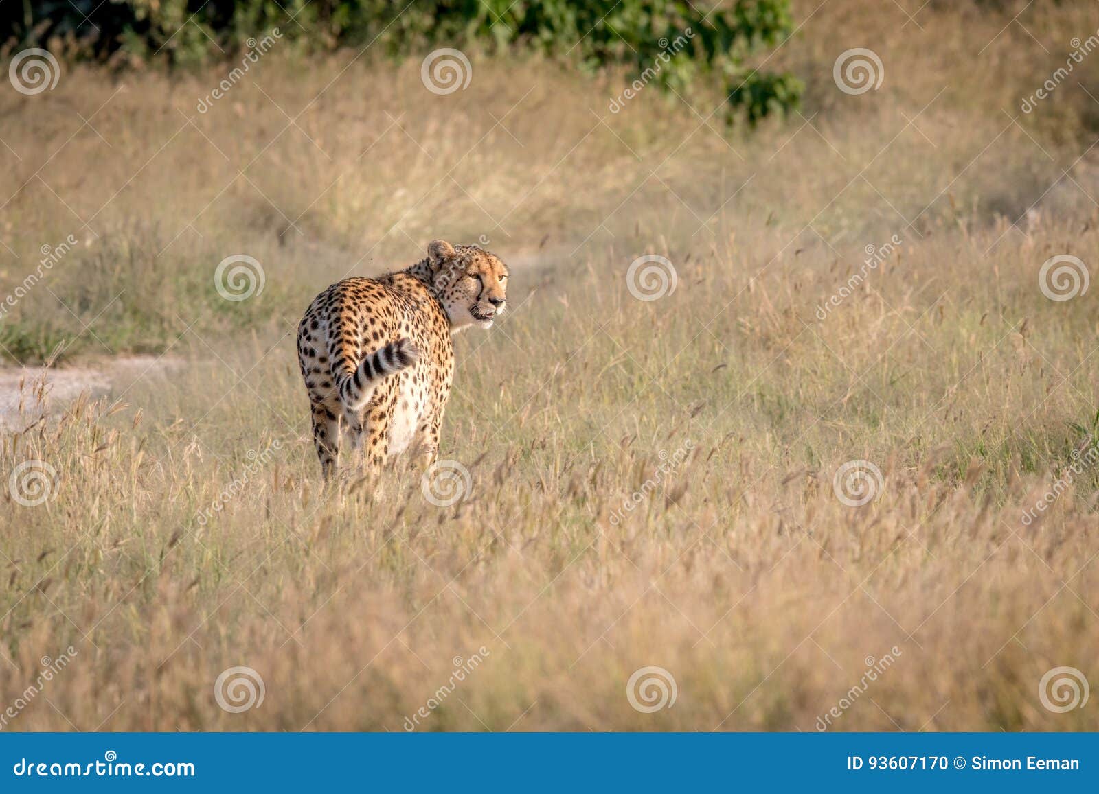 Cheetah Looking Back in Chobe. Stock Photo - Image of nature, carnivore ...