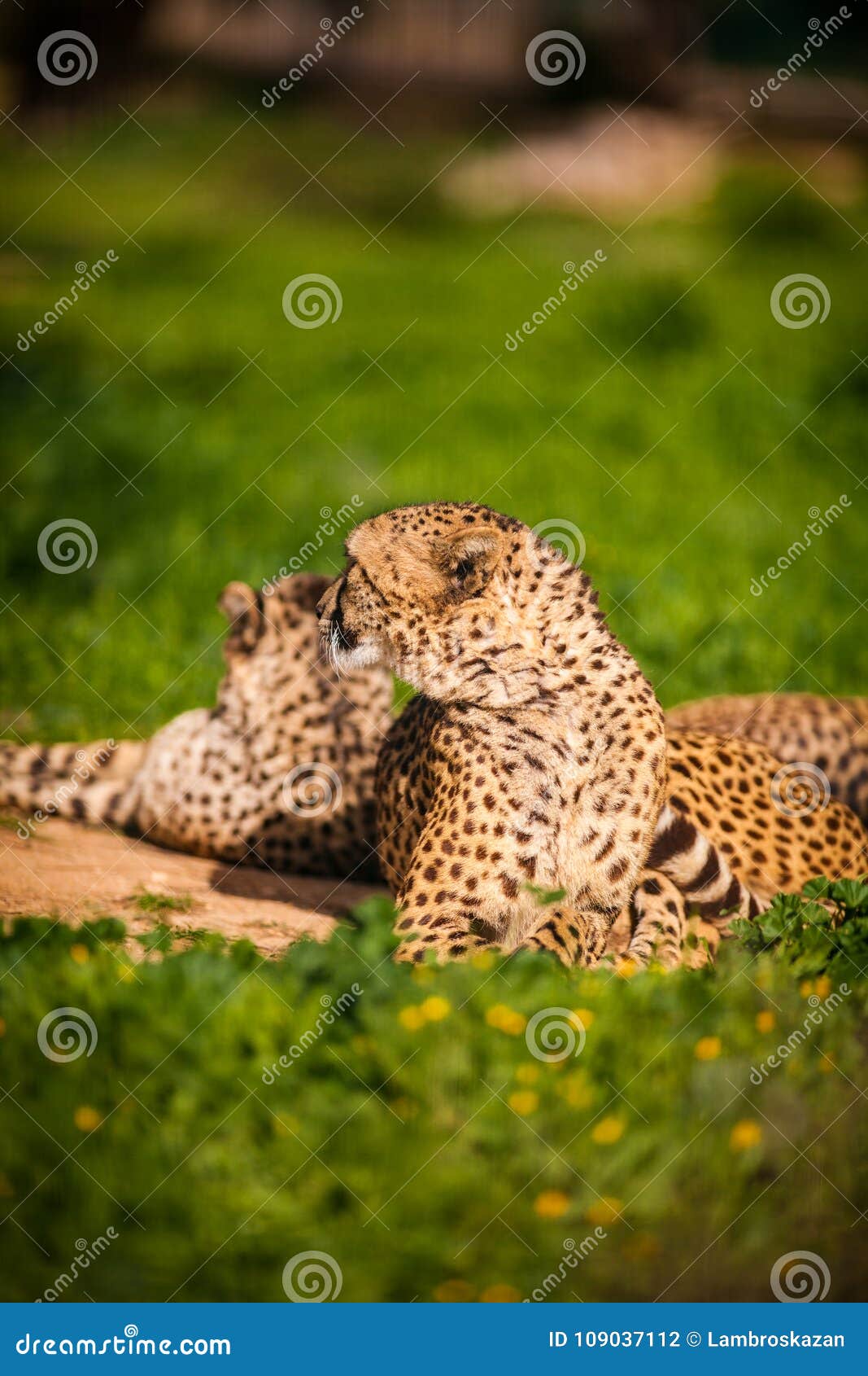 Cheetah Looking Back, on Green Fields Stock Photo - Image of nature ...