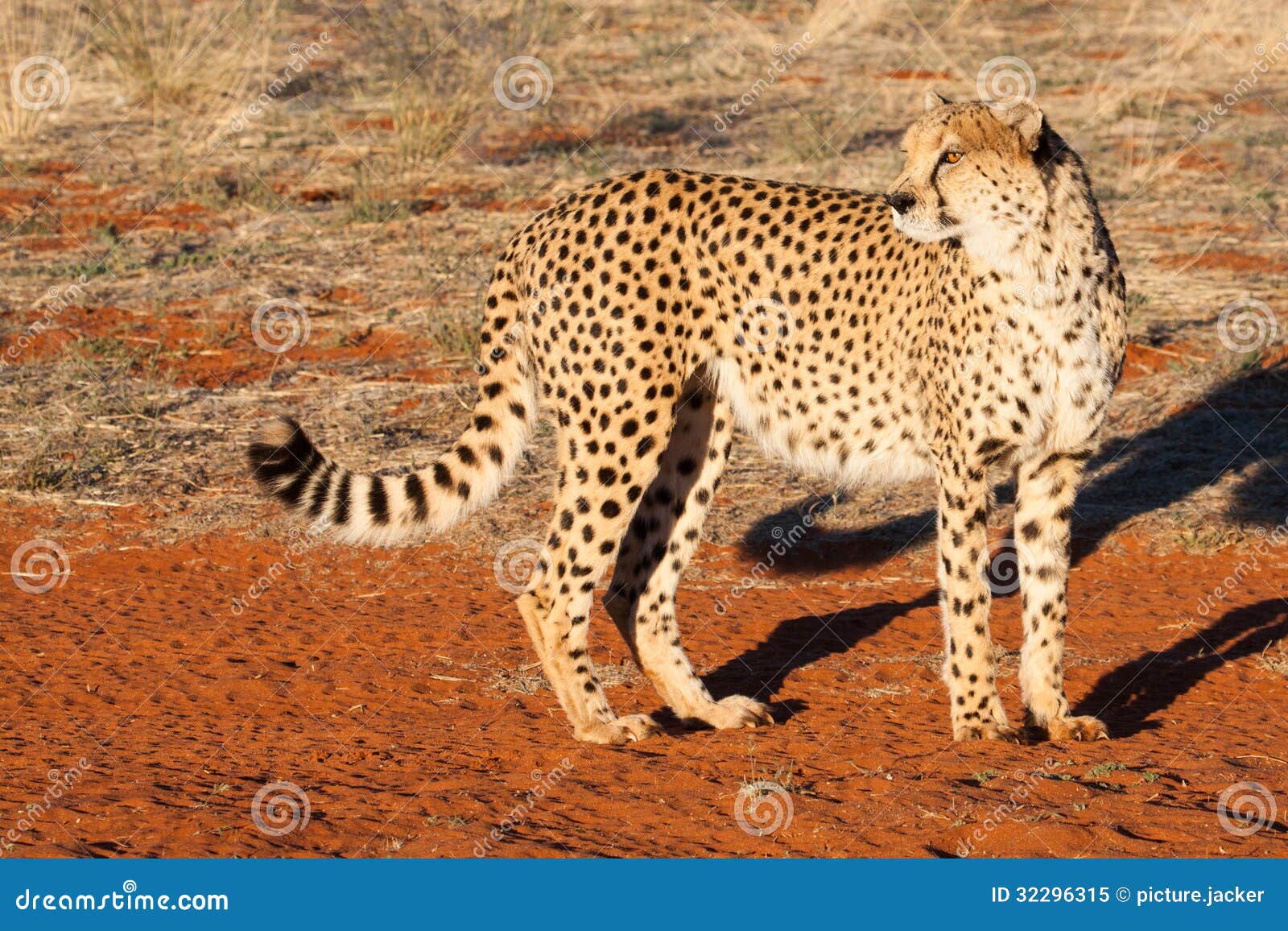 Cheetah looking back stock image. Image of face, fauna - 32296315