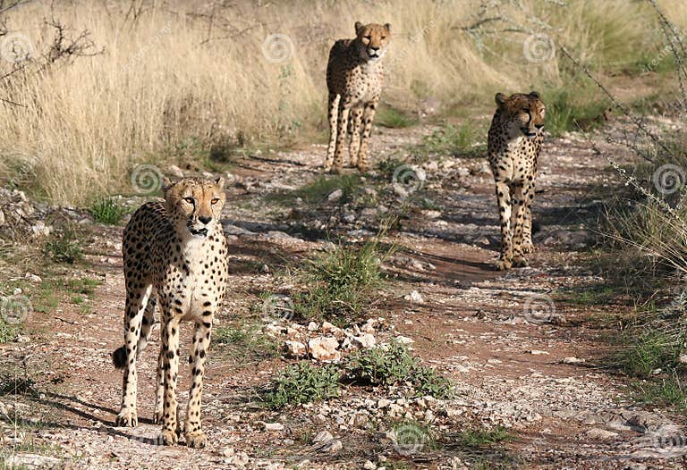 Cheetah looking at camera stock image. Image of cheetah - 5103307