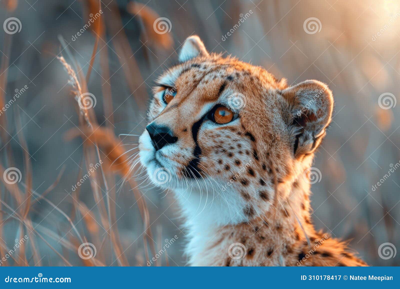 A Cheetah is Looking at the Camera with Its Eyes Wide Open. Generative ...