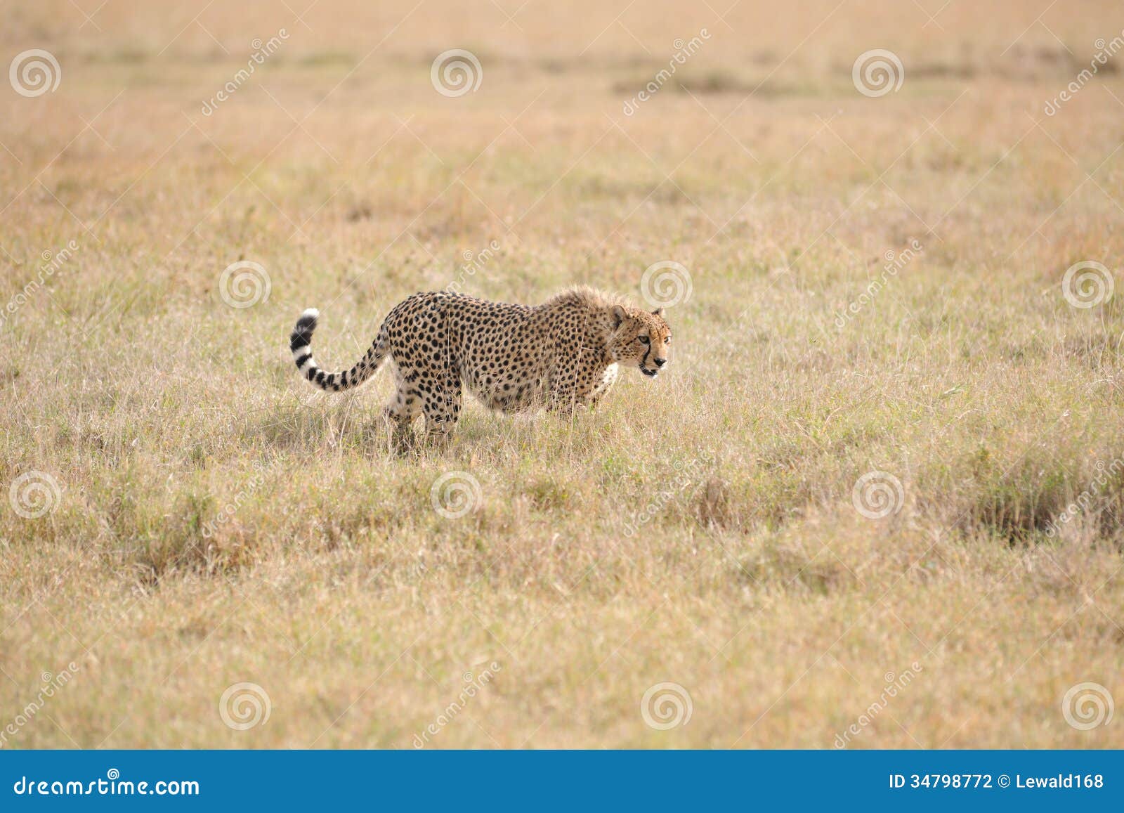 Cheetah stock photo. Image of fangs, anima, sonstige - 34798772