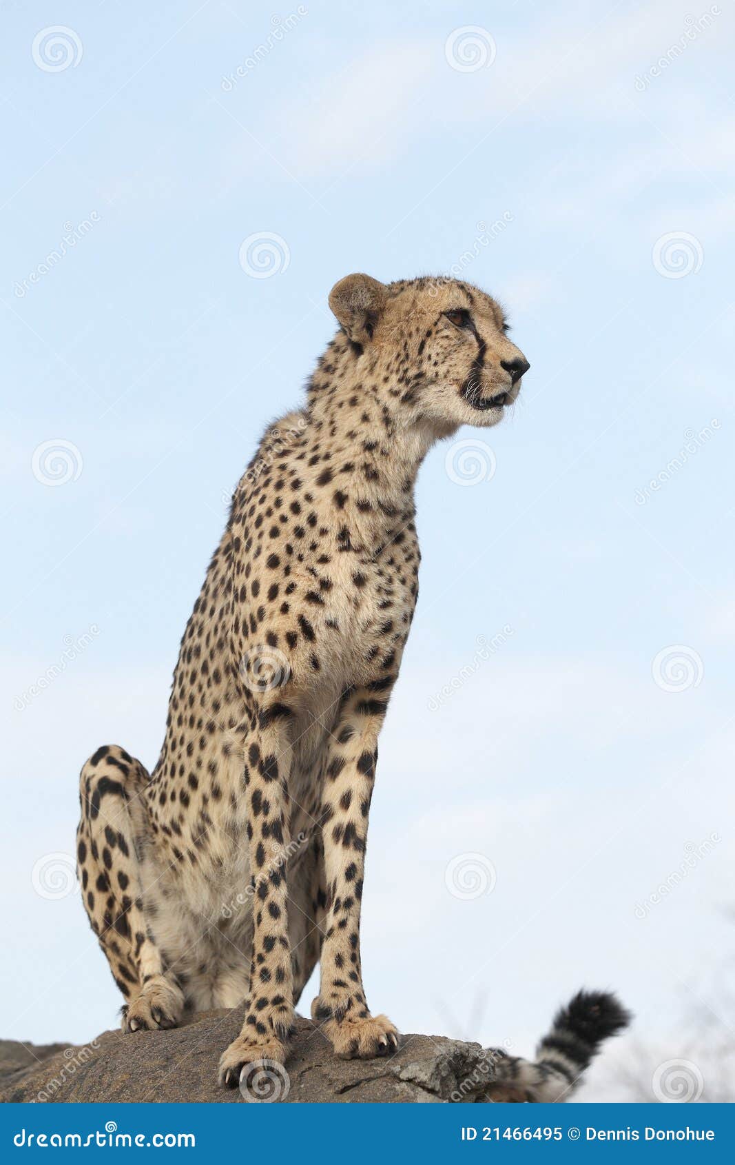 Cheetah looking for prey stock image. Image of park, south - 21466495