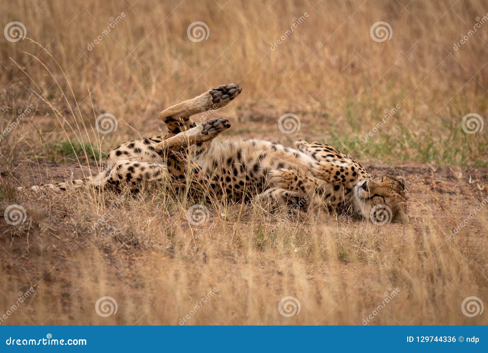 Cheetah Lying on Back with Eyes Closed Stock Photo - Image of wildlife ...