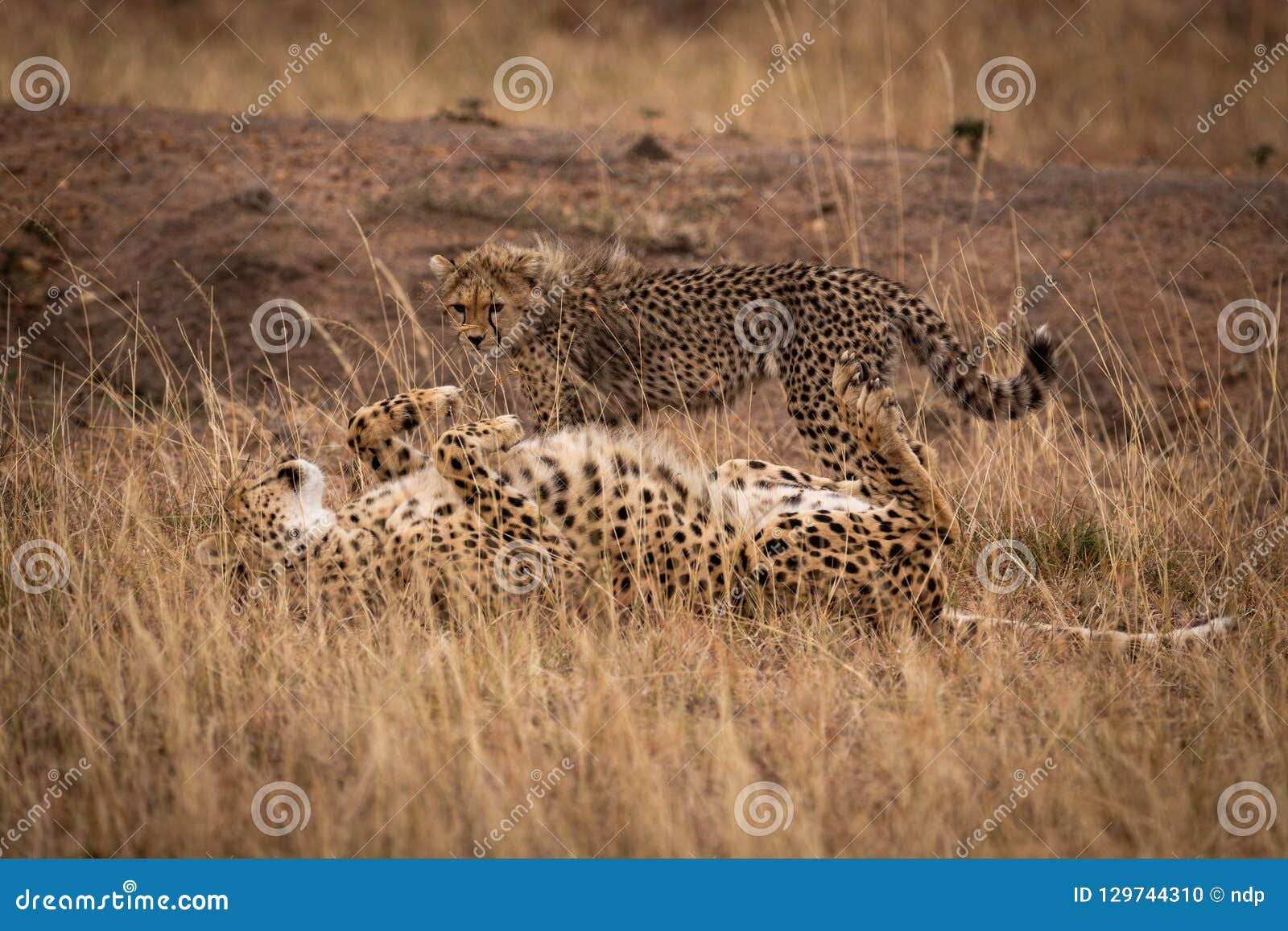 Cheetah Lying on Back beside Standing Cub Stock Photo - Image of ...