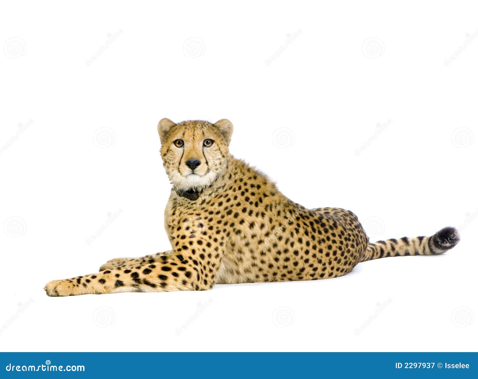 638 Cheetah Lying Down Photos - Free & Royalty-Free Stock Photos from ...