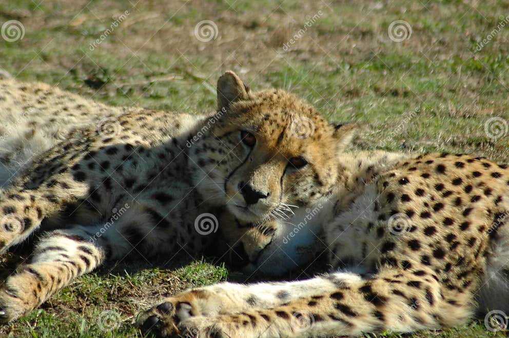 Cheetah lying down stock photo. Image of relaxing, relaxed - 2882952
