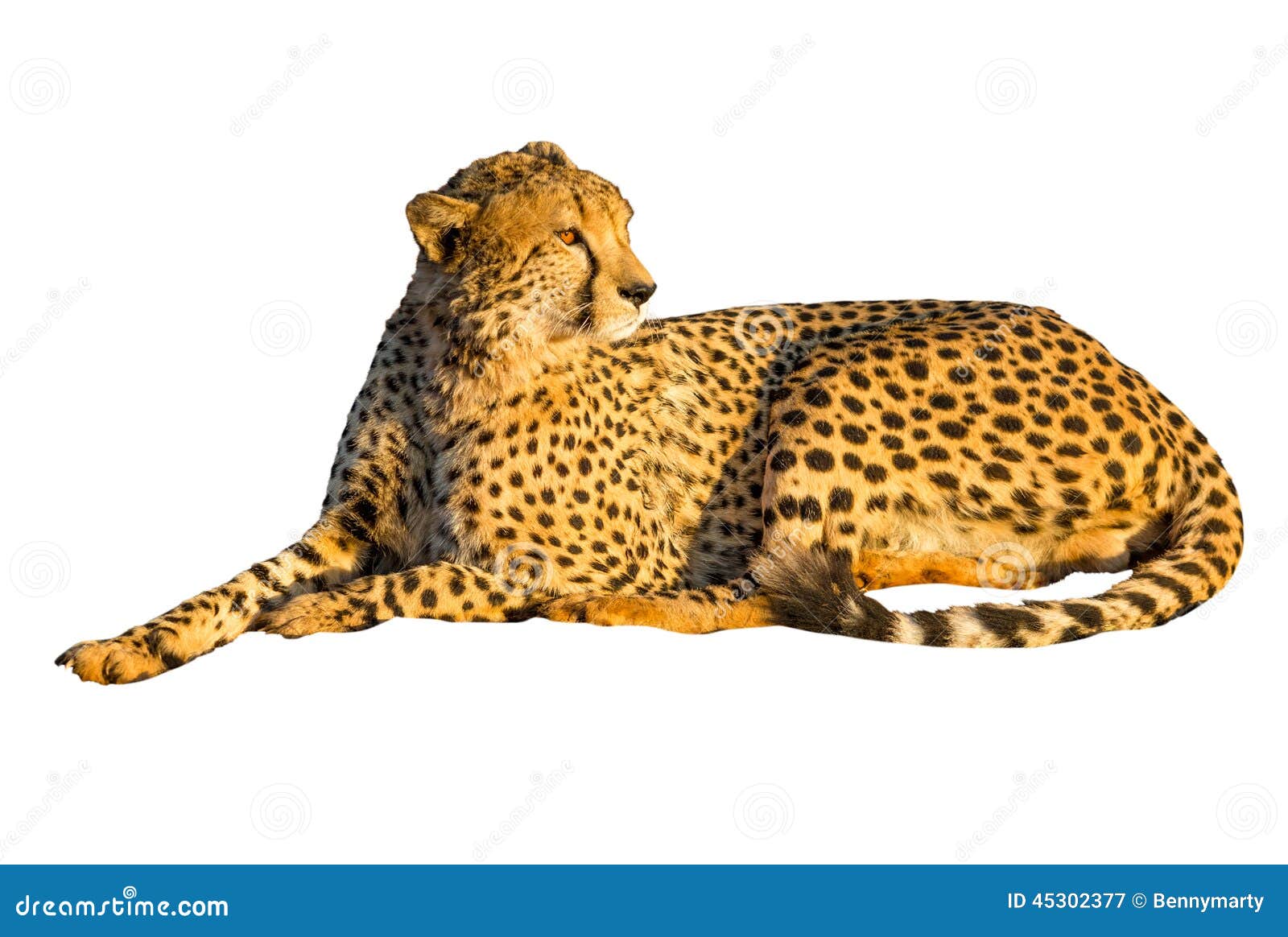 Cheetah Lying Down Stock Photo - Image: 45302377