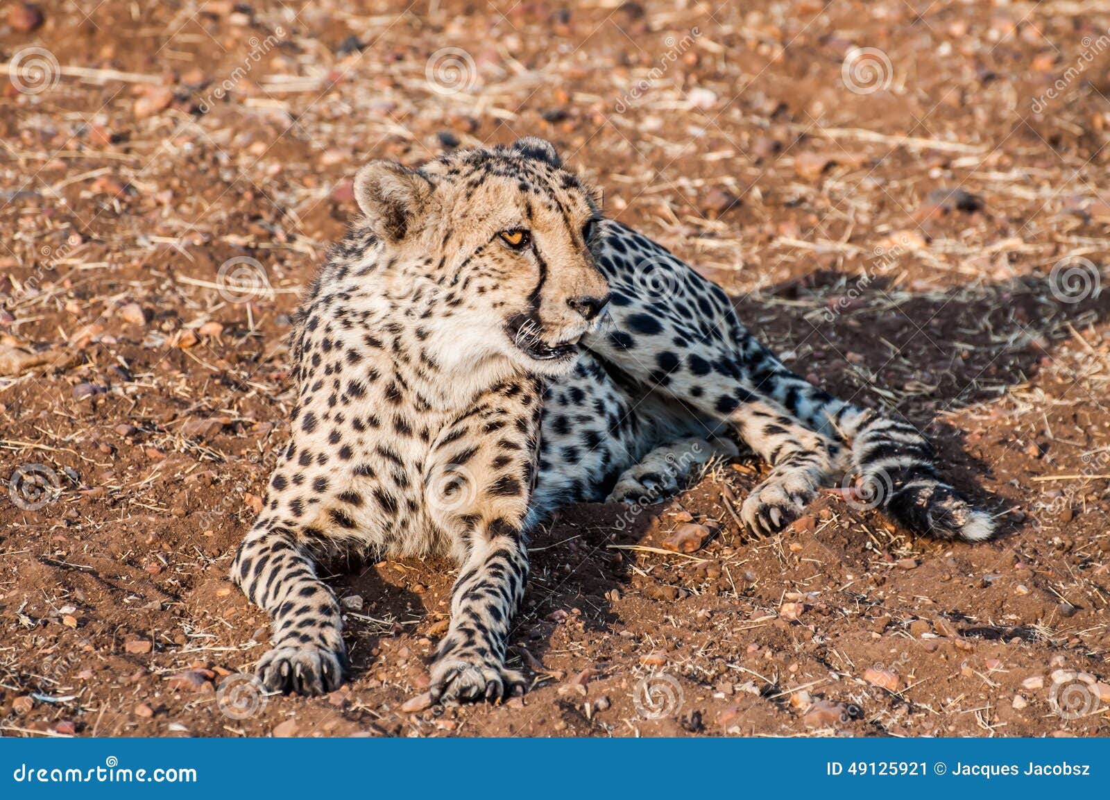Cheetah Lying Down stock image. Image of hunting, relaxed - 49125921