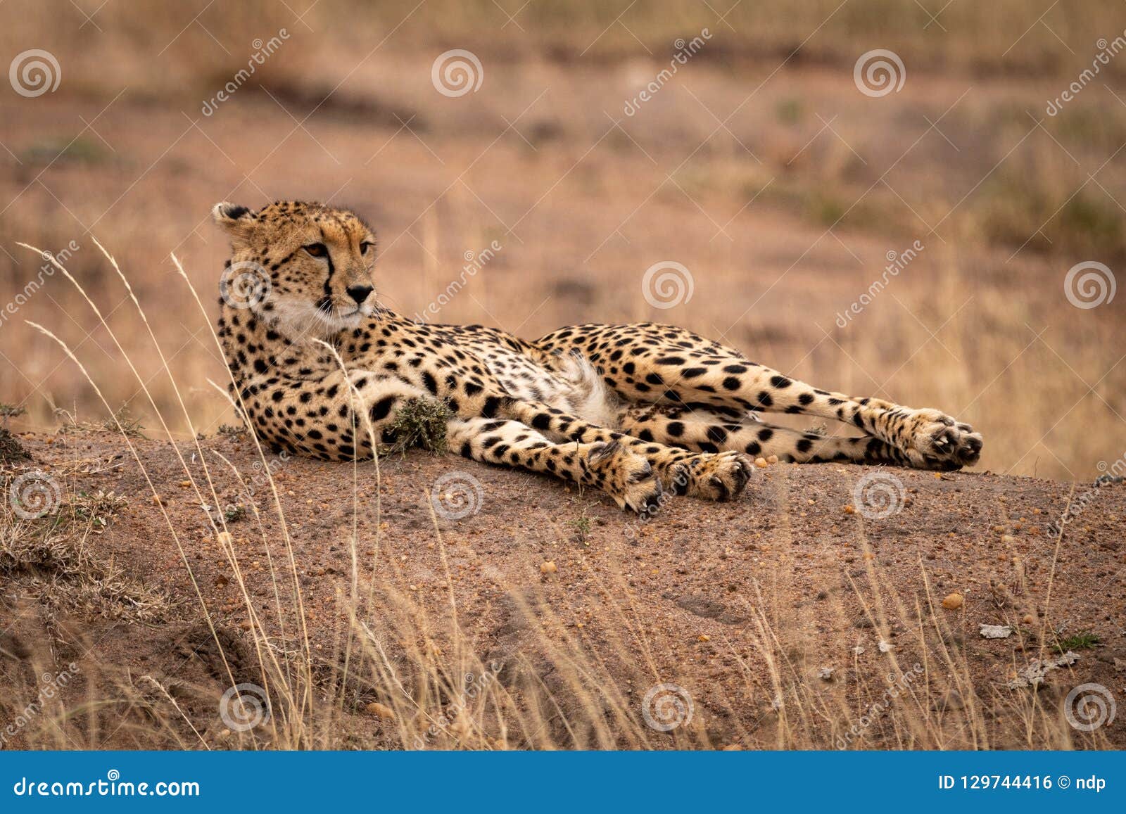Cheetah Lying on Earth Bank Amongst Grass Stock Photo - Image of ...