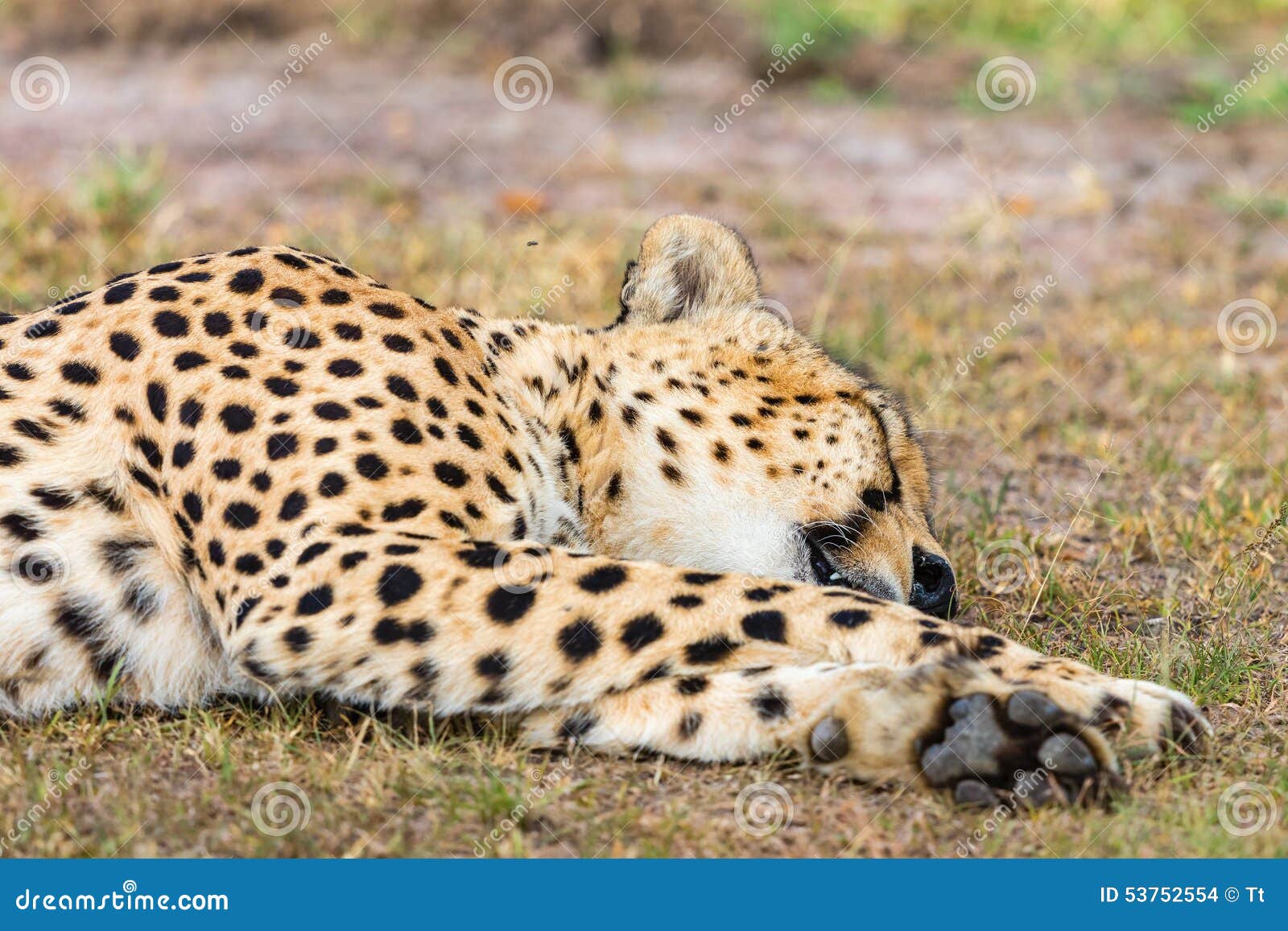 Cheetah lying and sleep stock photo. Image of cheetah - 53752554