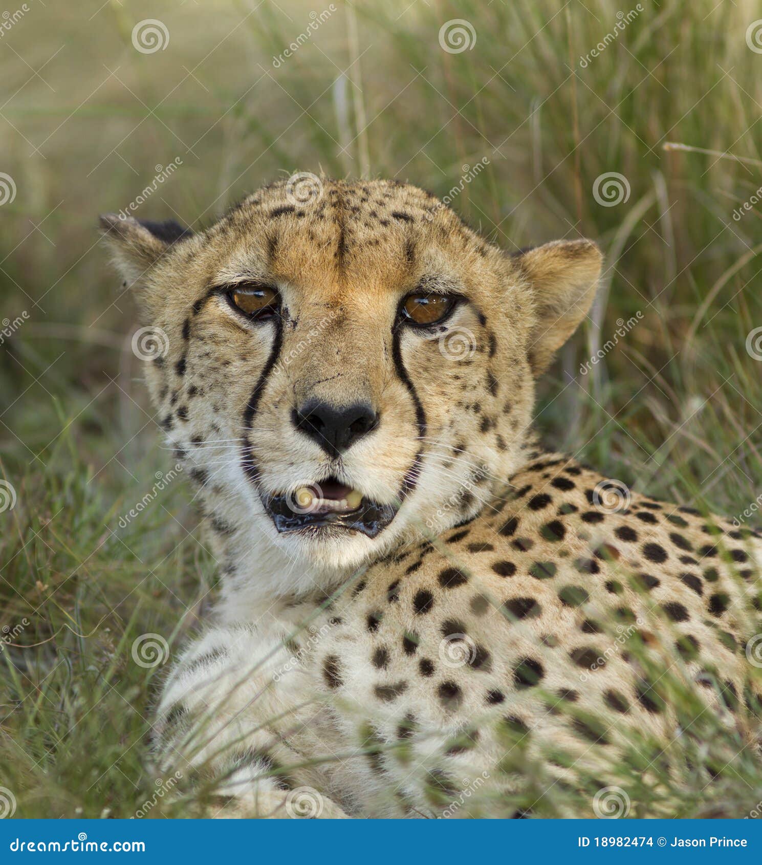 Cheetah male stock photo. Image of conservation, cheetah - 18982474