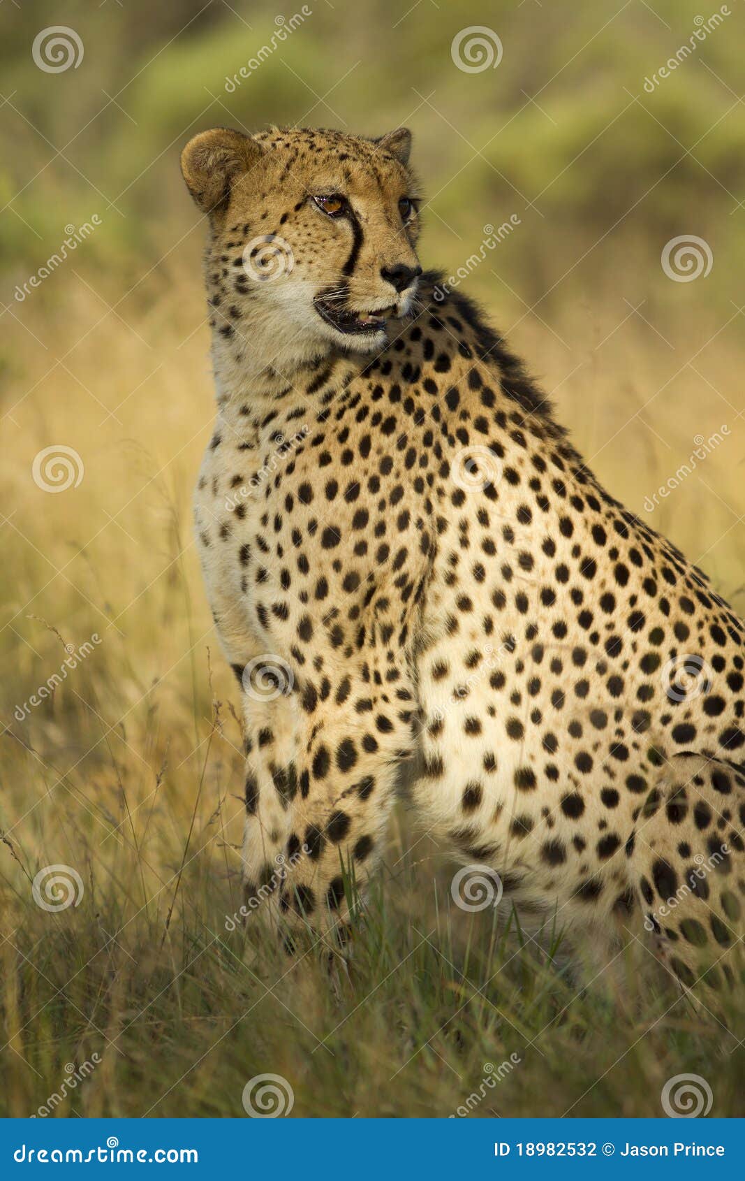 Cheetah male stock photo. Image of environment, conservation - 18982532