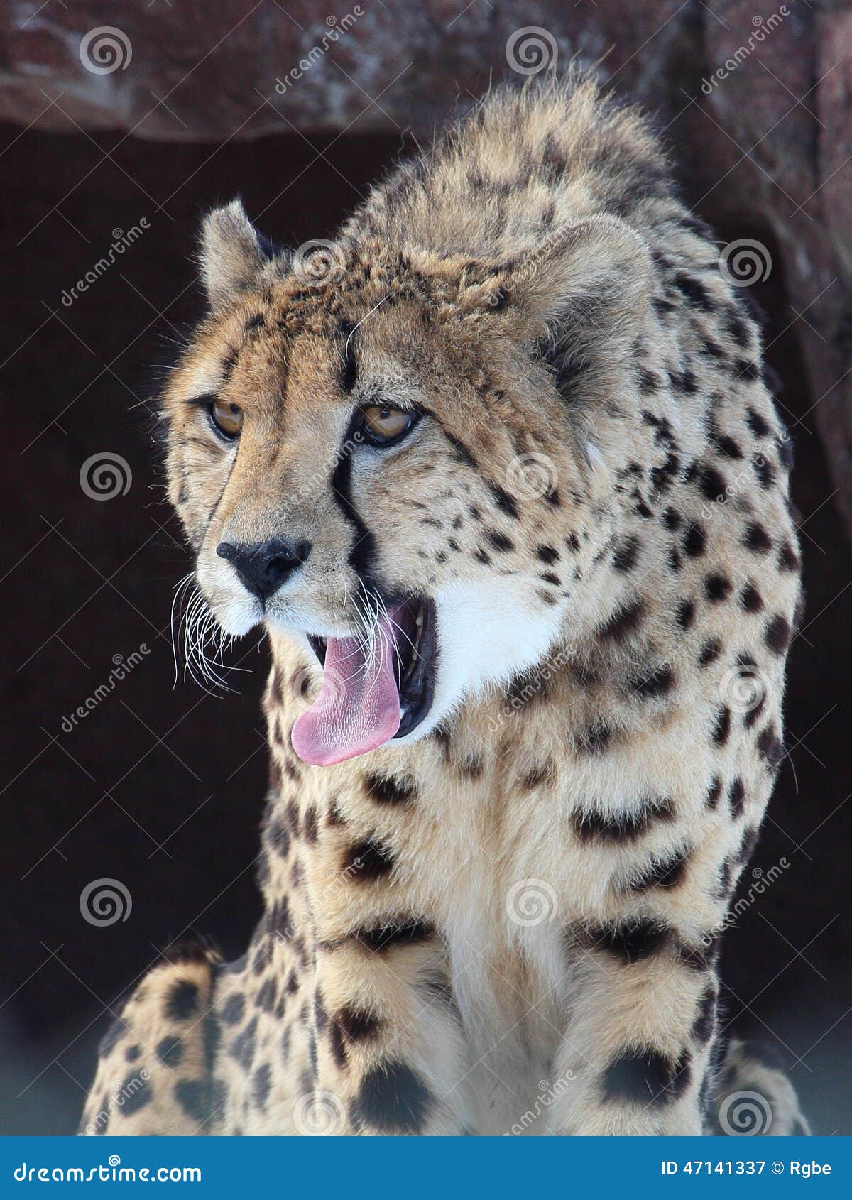 Cheetah stock image. Image of portrait, male, roaring - 47141337