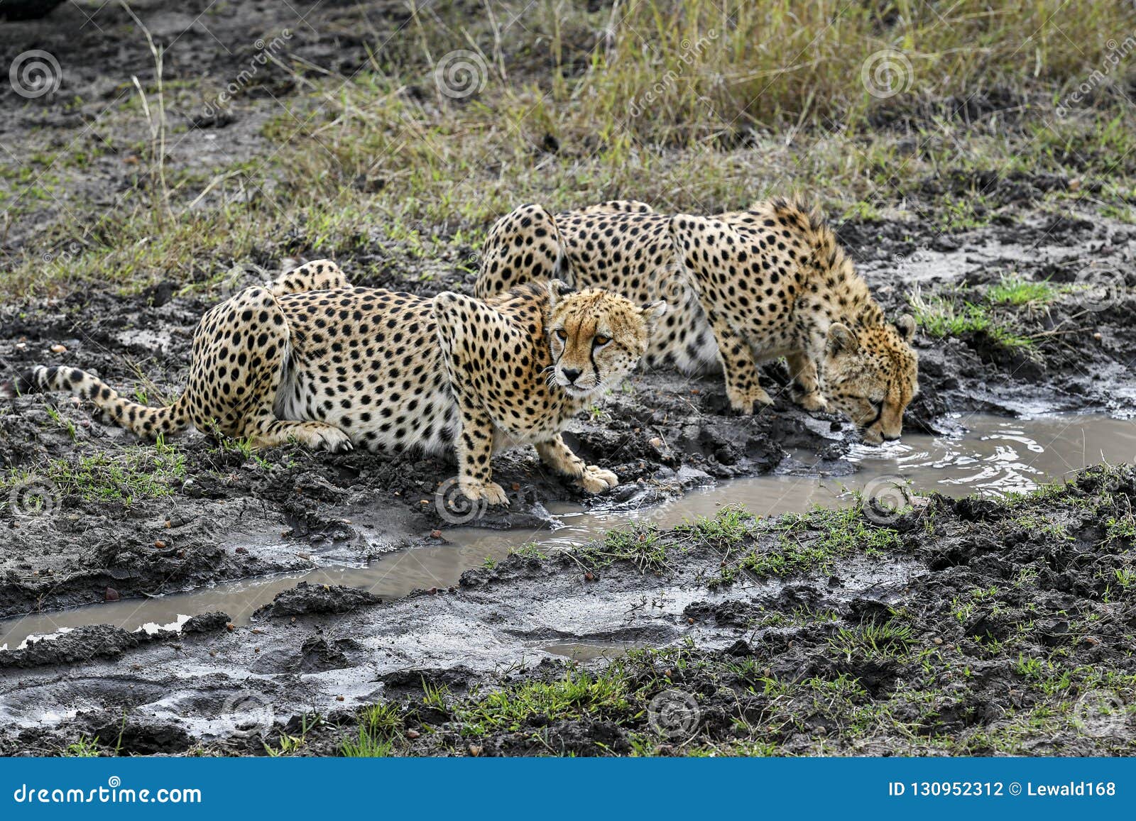 Cheetah on the water stock photo. Image of savannah - 130952312