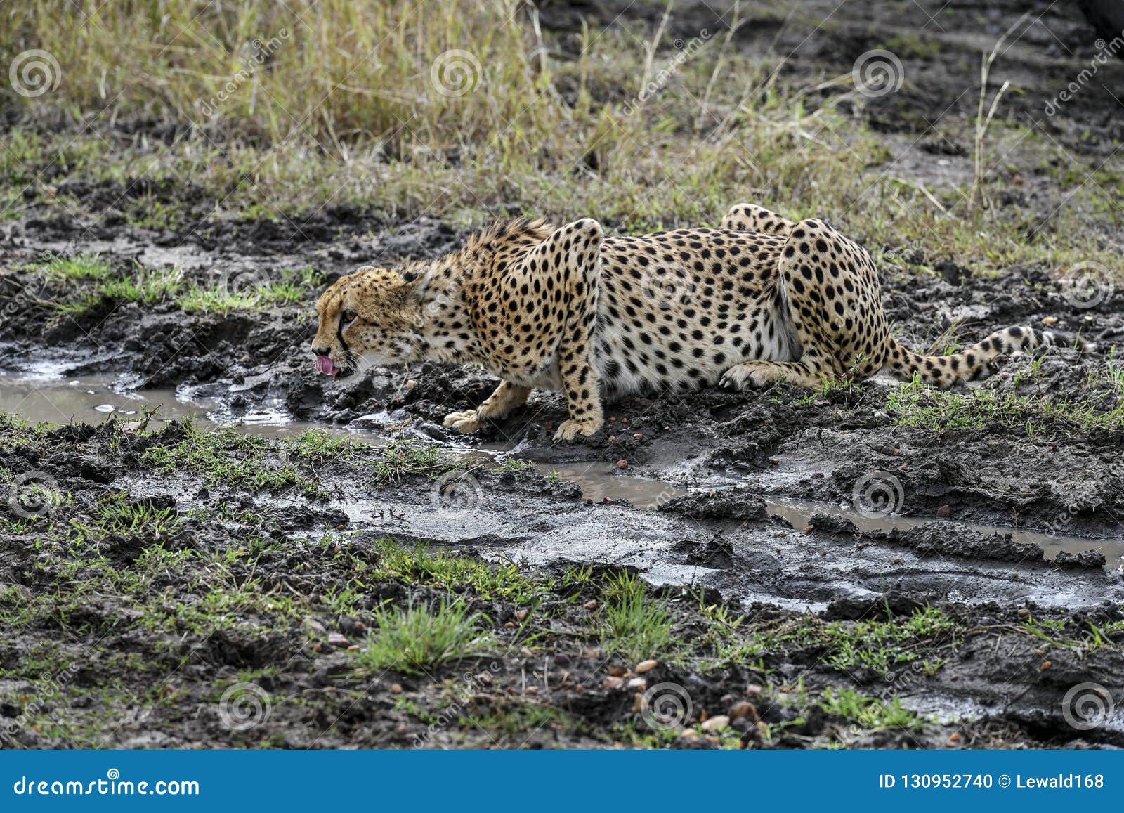 Cheetah on the water stock photo. Image of danger, savanne - 130952740