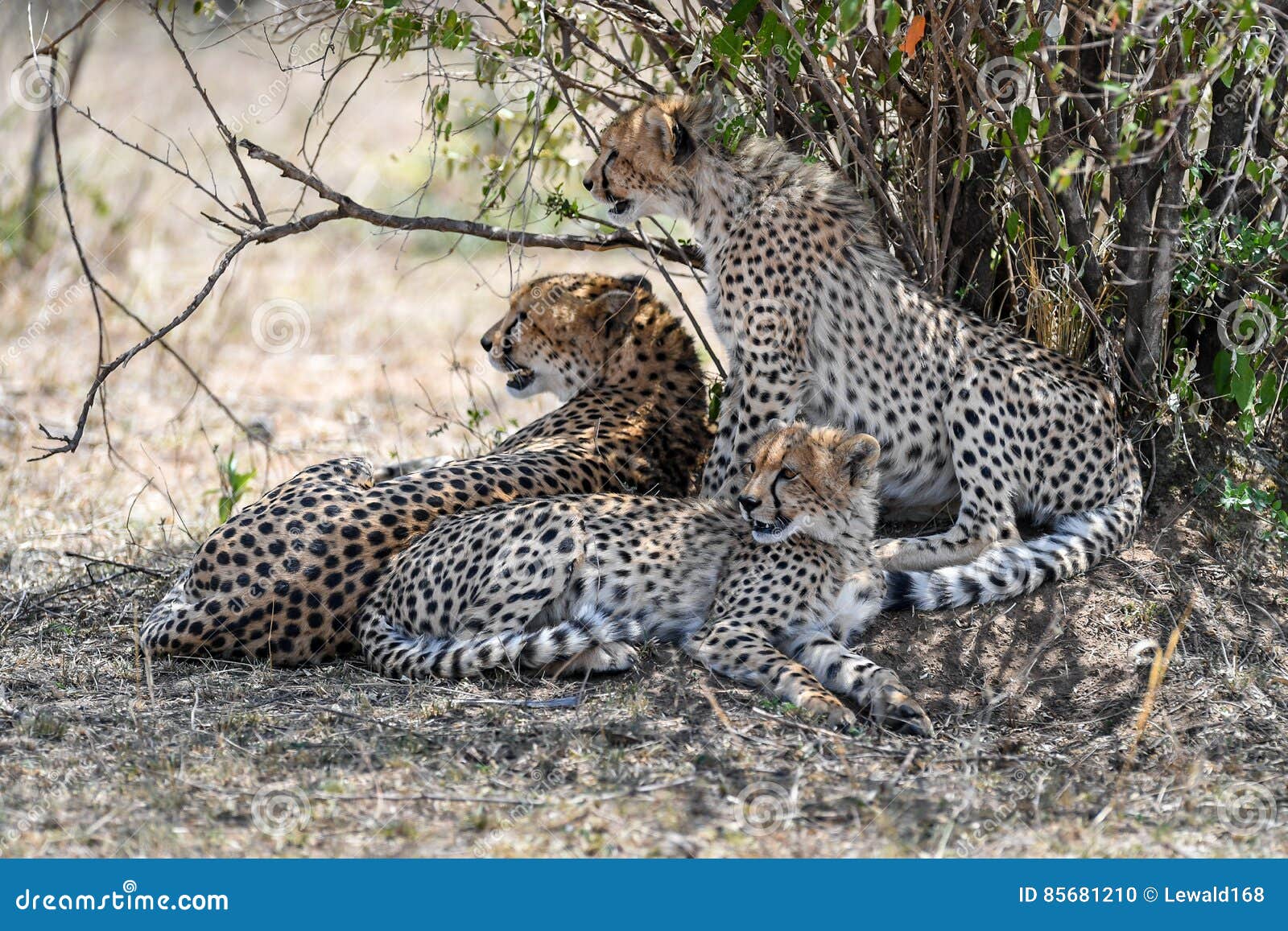 Cheetah stock photo. Image of cheetah, fangs, predator - 85681210
