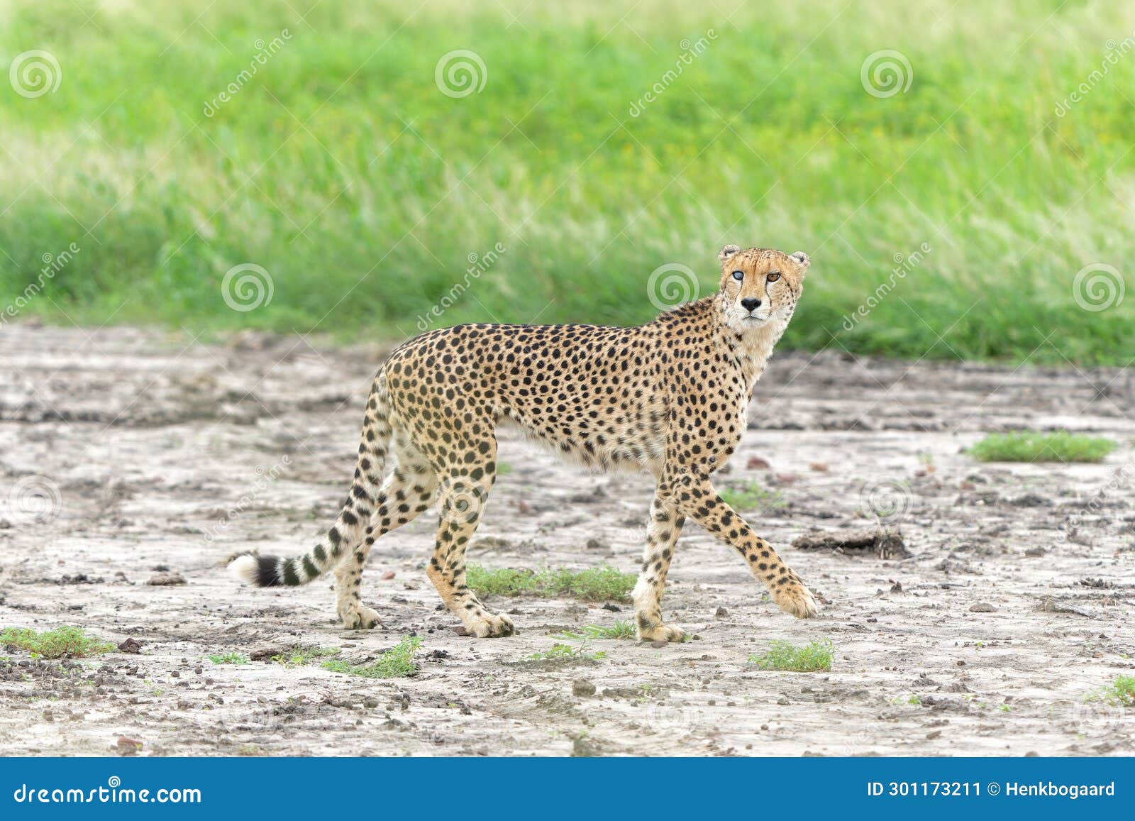 Cheetah in Mkuze Falls Game Reserve Stock Image - Image of mkuze ...