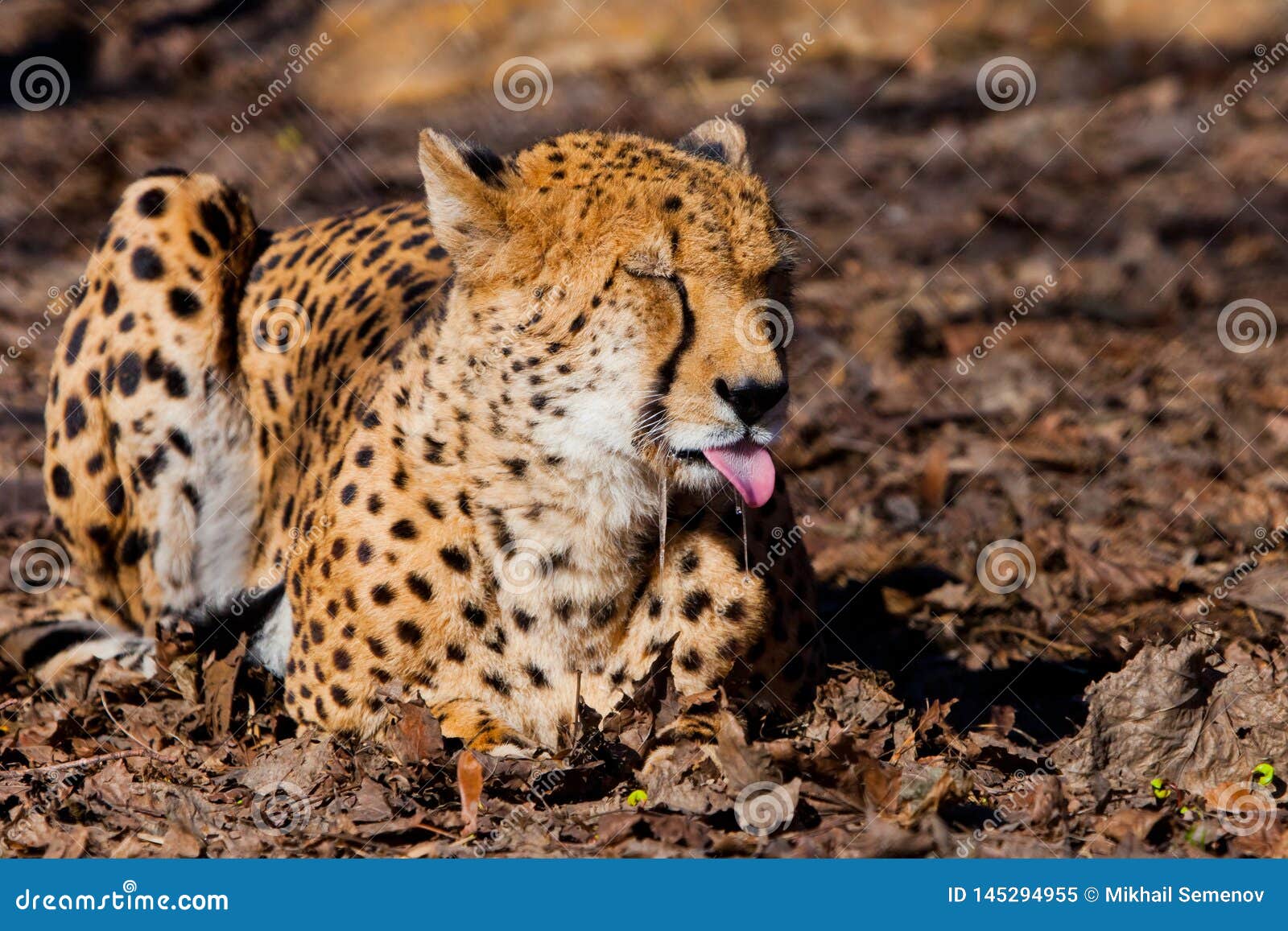 The Cheetah Mockingly Makes a Face and Shows Language. on a Withered ...
