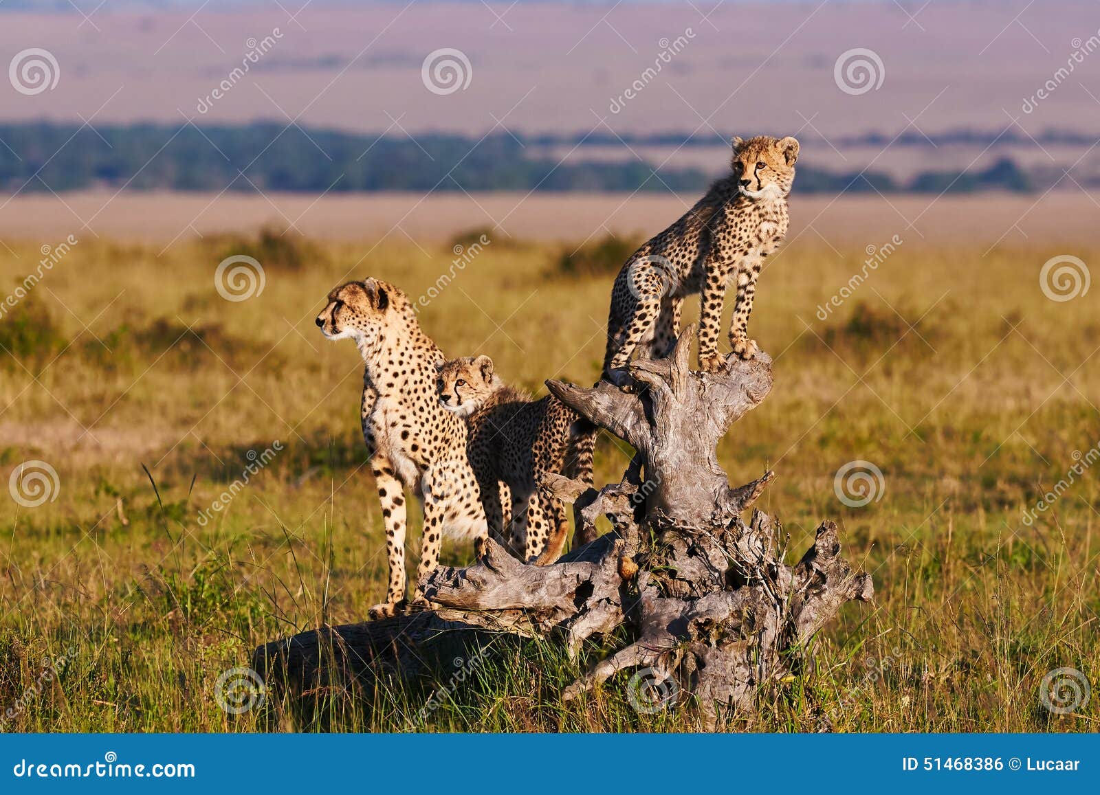 Cheetah mom and cubs stock photo. Image of africa, animal - 51468386
