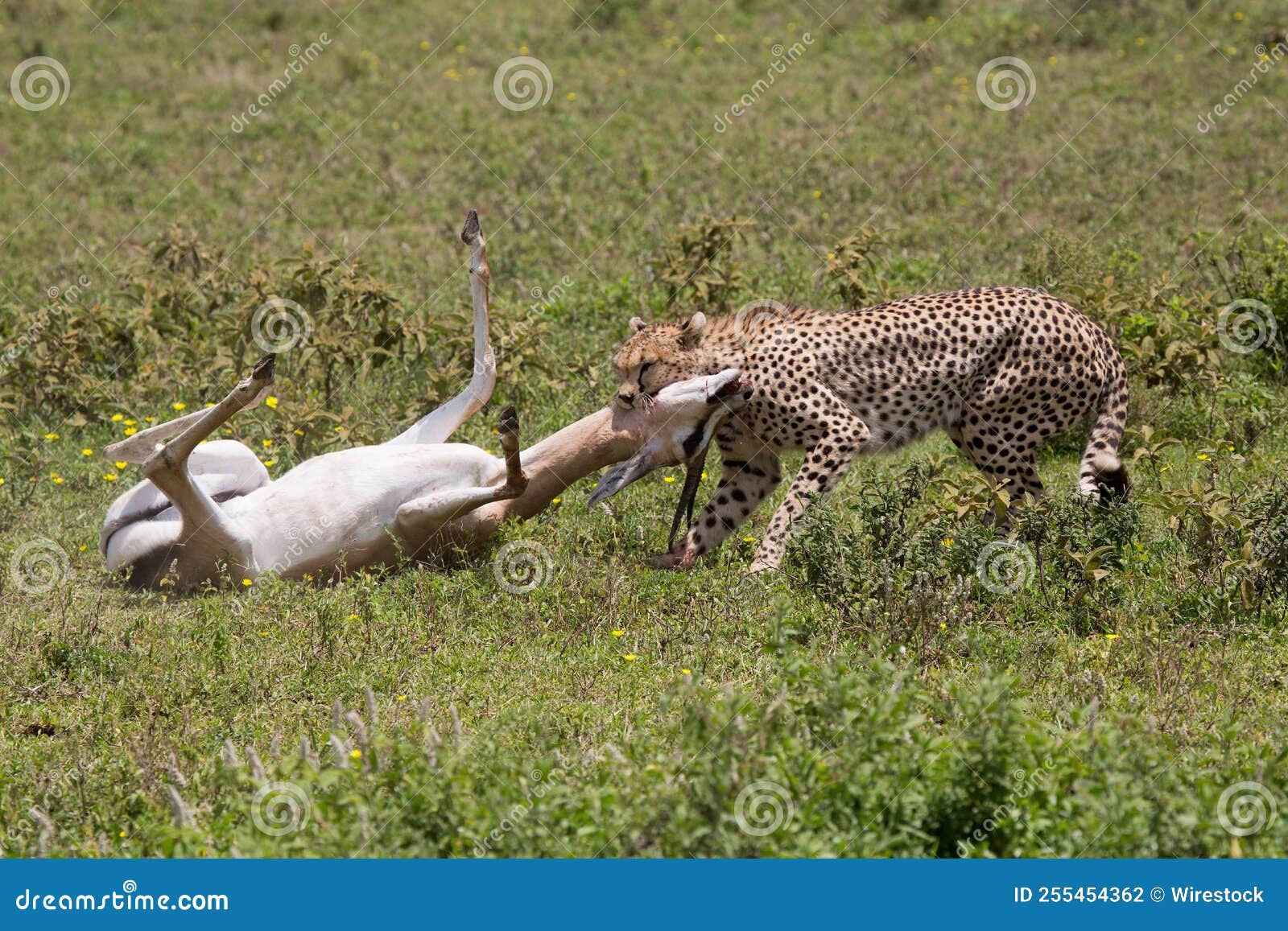 Cheetah in the Moment of Hunting a Deer in the Jungle Stock Photo ...