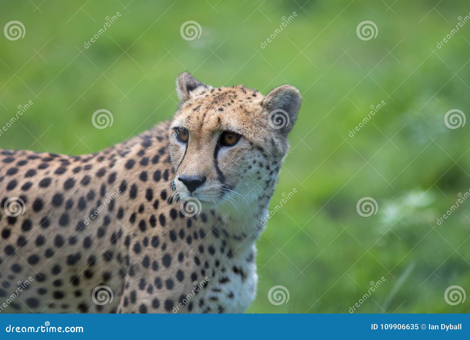 Cheetah Mooi Afrikaans Het Portretbeeld Van De Het Wild Groot Kat Stock ...