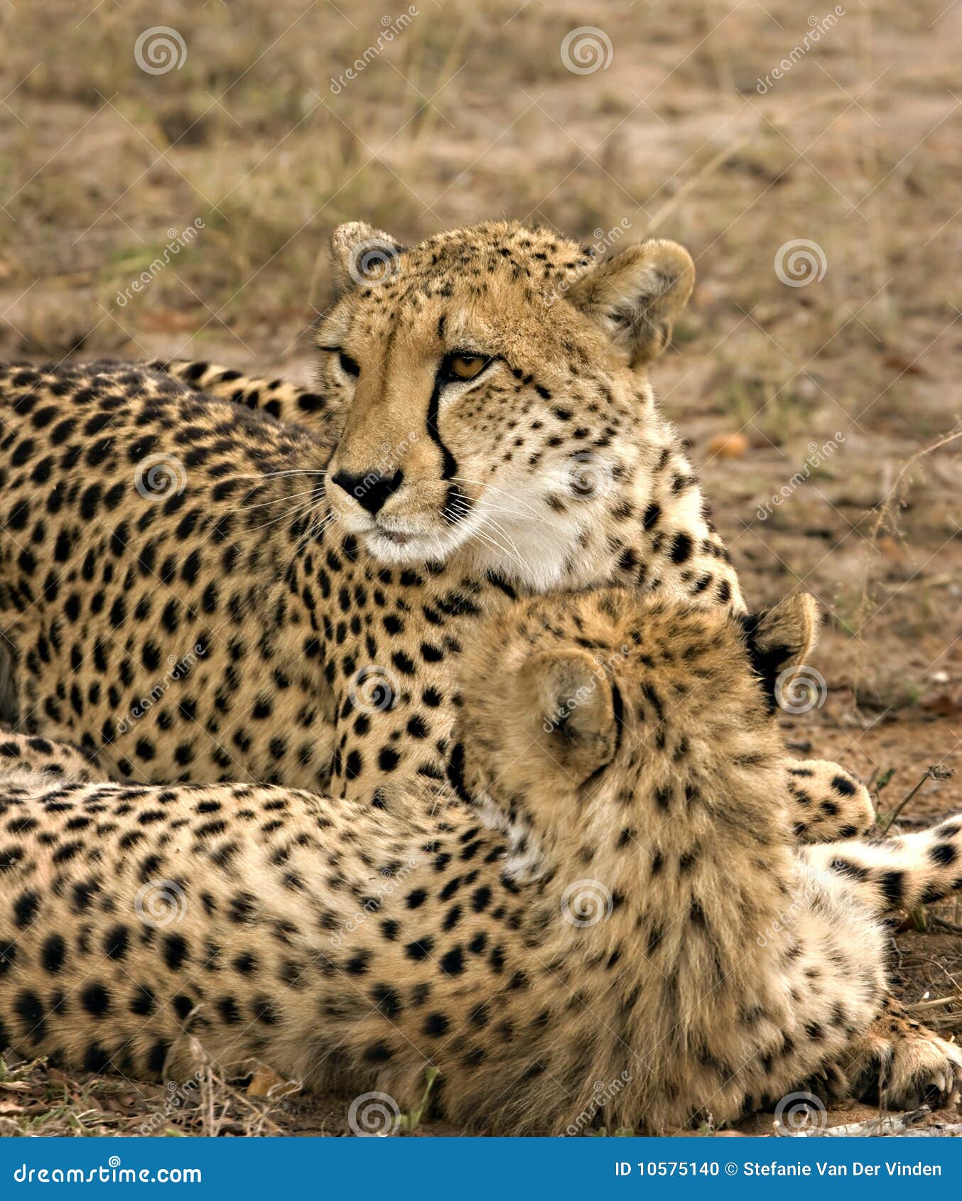 Cheetah mother and cub stock photo. Image of young, thornybush - 10575140