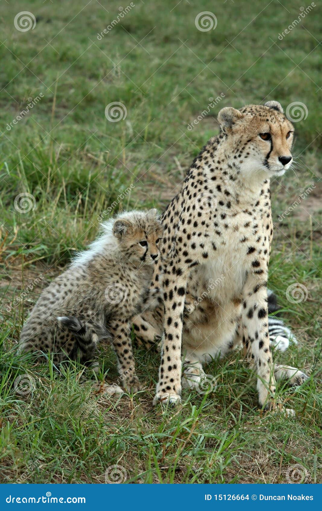 Cheetah Mother and Cub stock photo. Image of nature, feline - 15126664