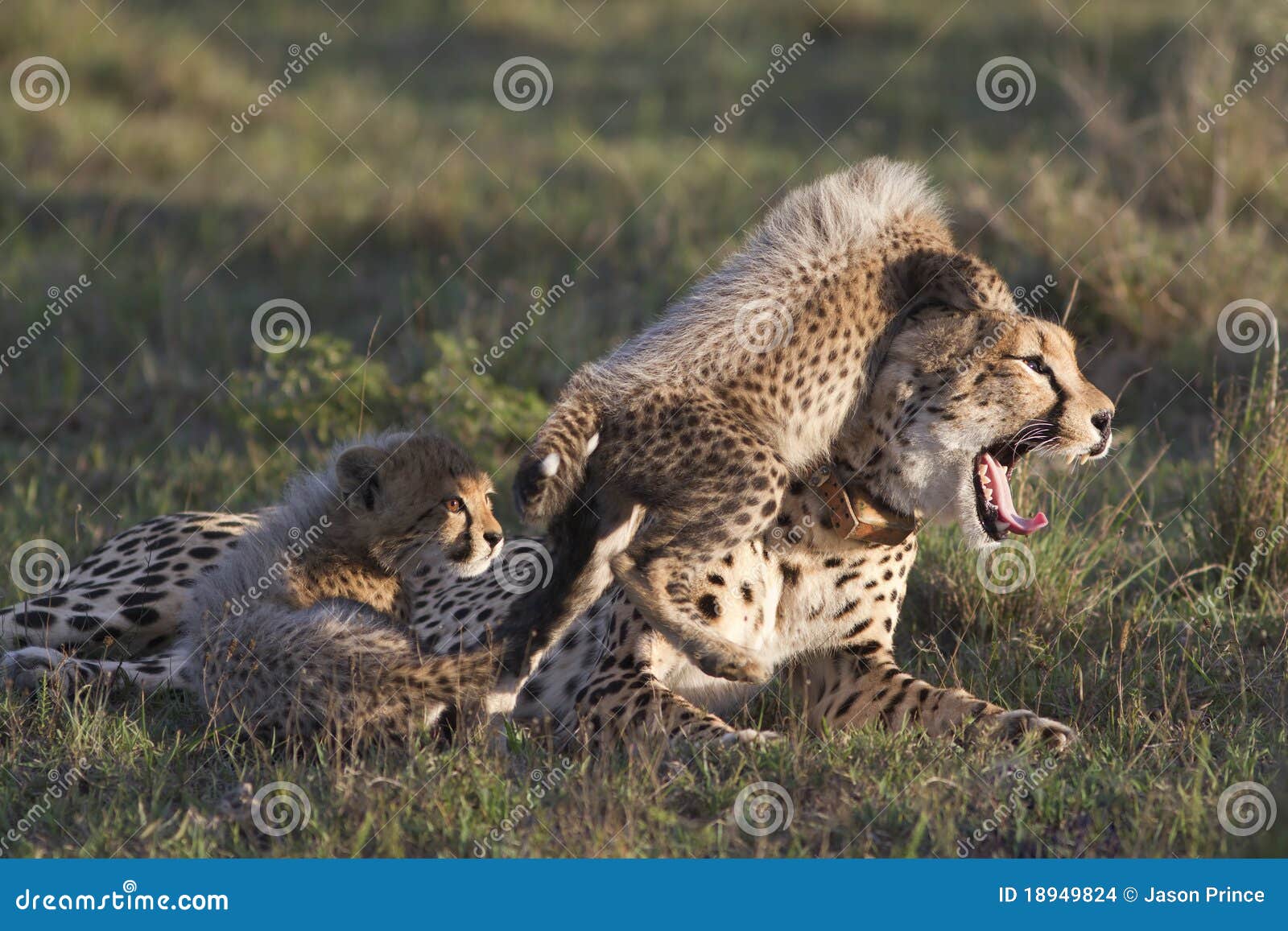 Cheetah mother and cub stock photo. Image of mammal, felidae - 18949824