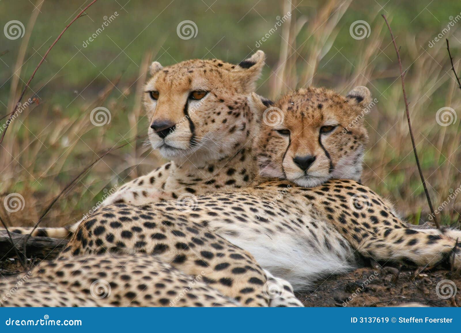 Cheetah Mother And Cub Picture. Image: 3137619