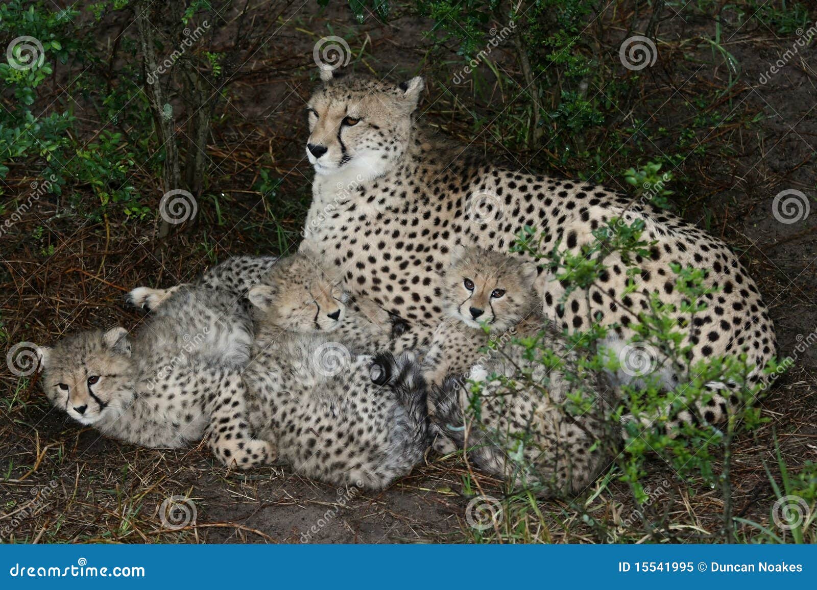 Cheetah Mother and Cubs stock image. Image of creature - 15541995