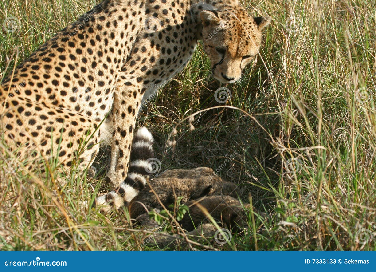 Cheetah mother with cubs stock image. Image of cheetah - 7333133